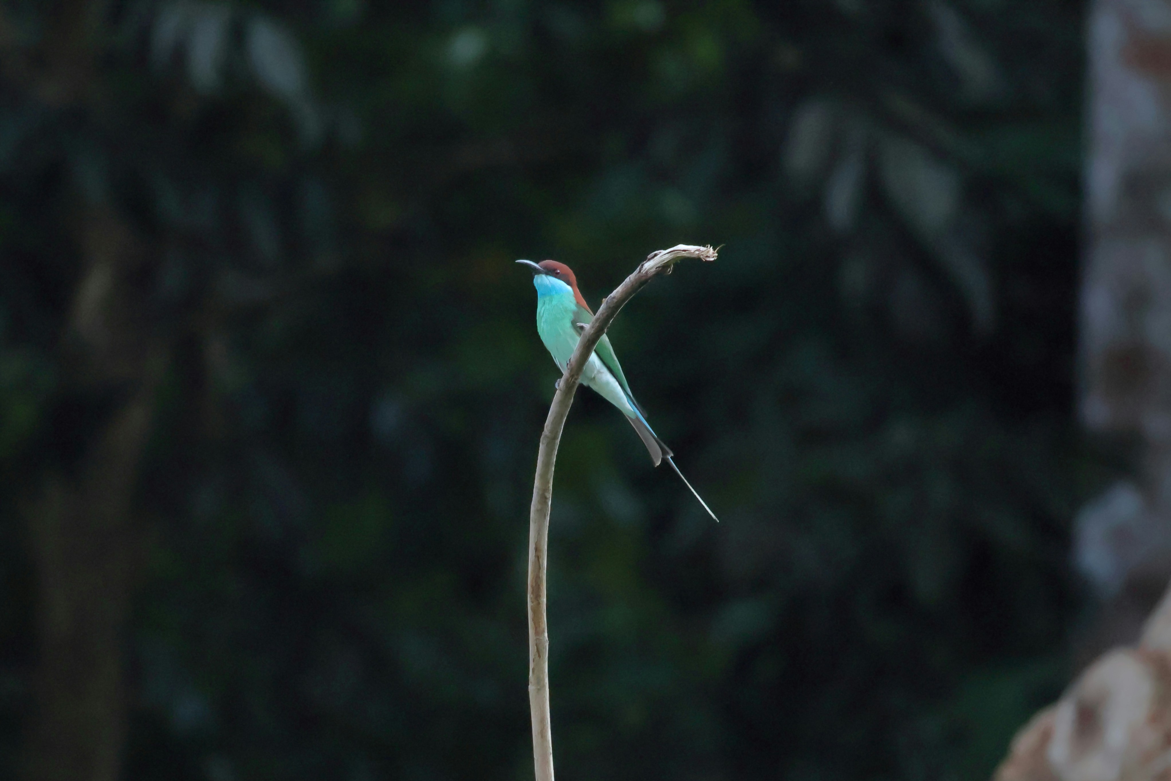 Azure Kingfisher perching on a curved reed