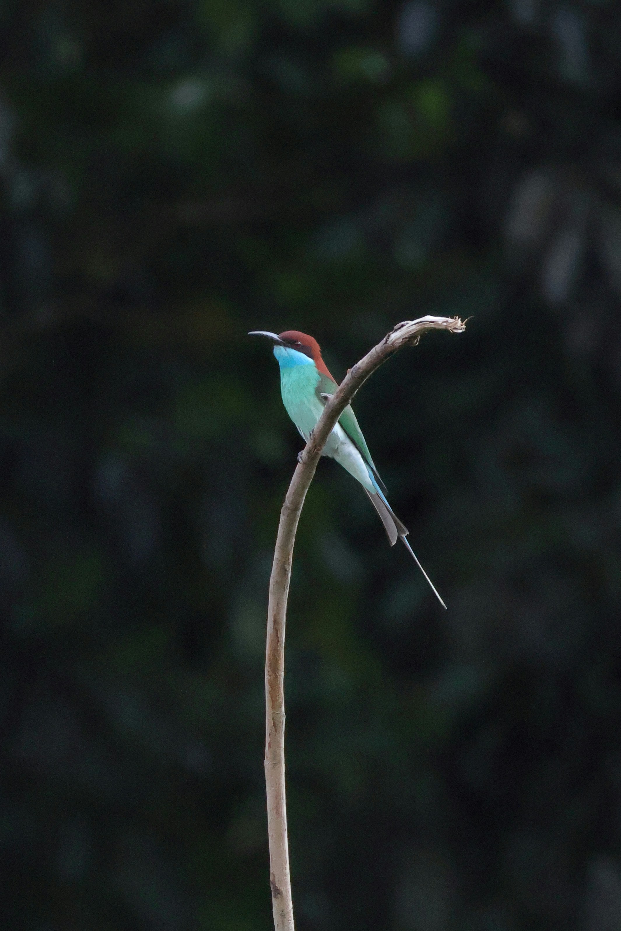 Red-headed Kingfisher Perched on a Curved Branch