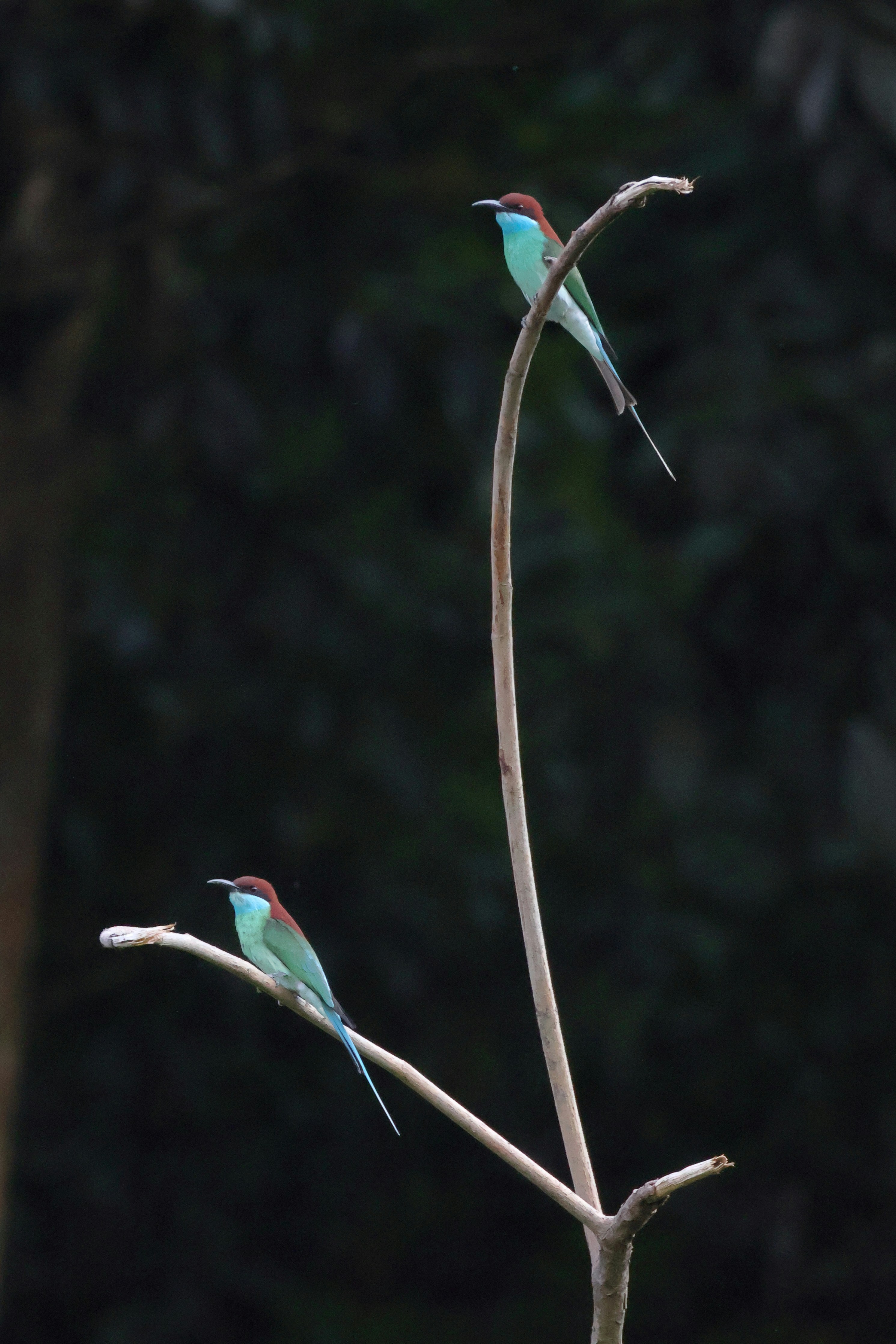 Twin Turquoise Beacons: A Pair of Bee-eaters Gracing a Copper-Toned Branch
