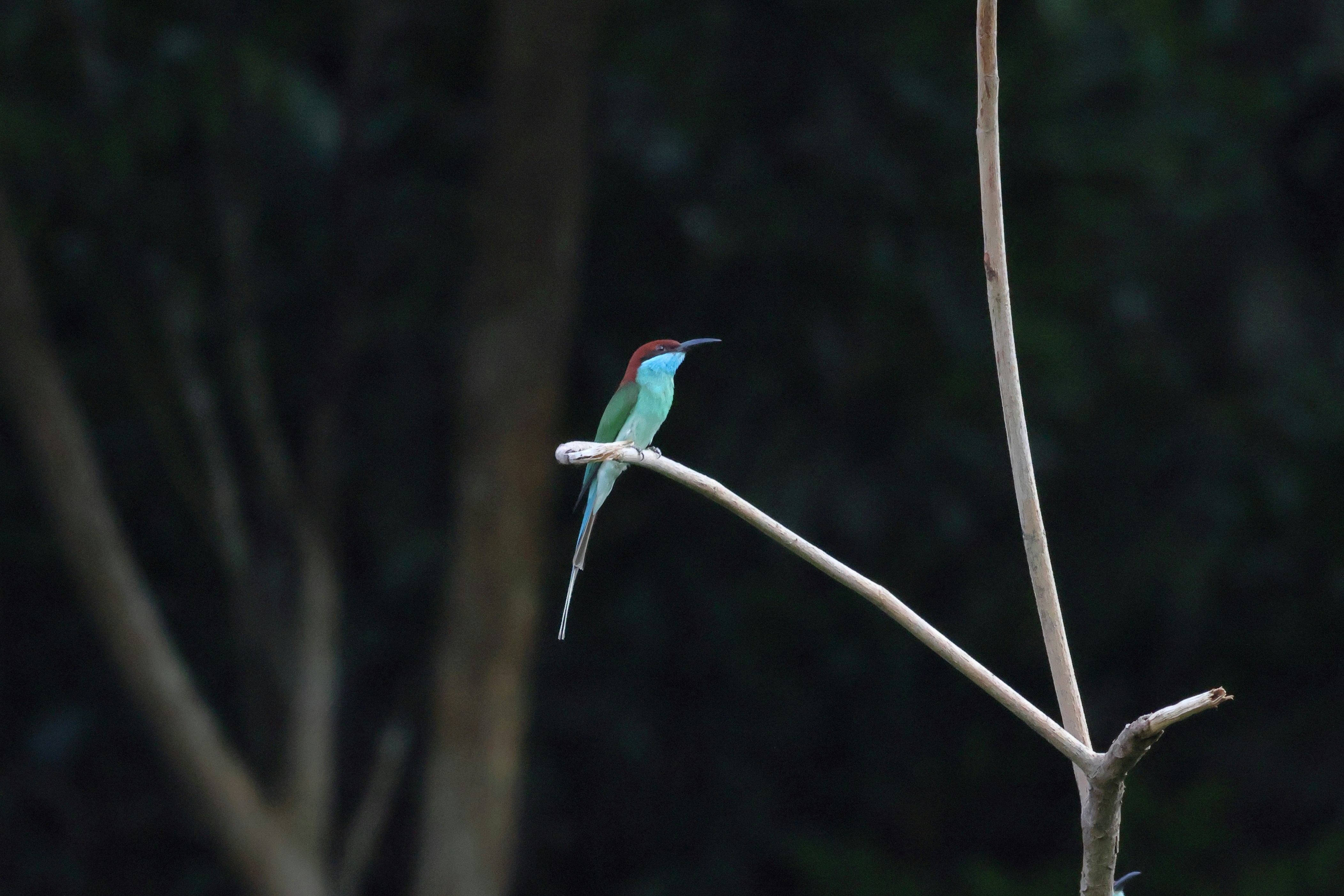 Azure Kingfisher Perched on a Curved Branch in a Quiet Forest