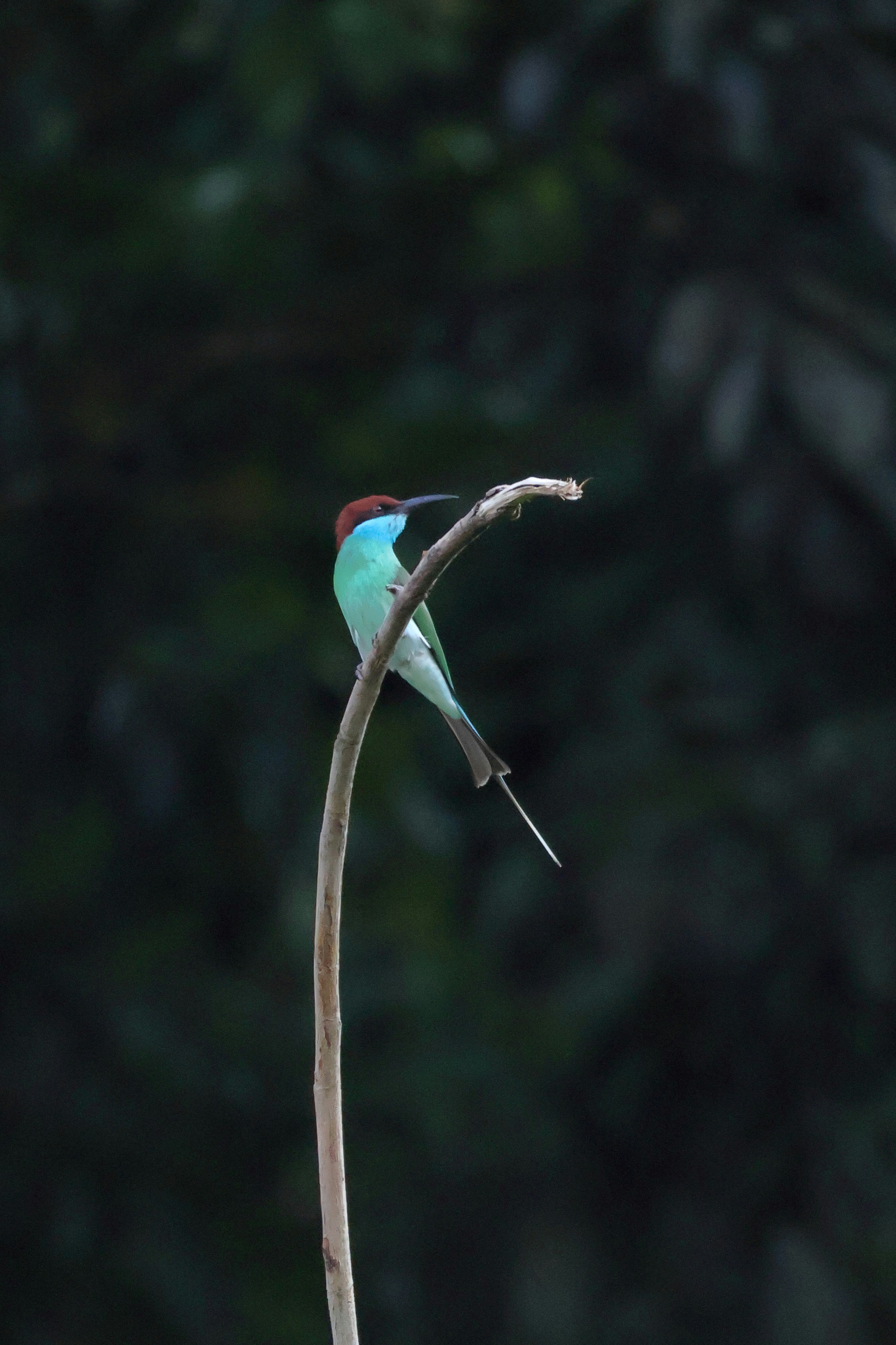 Azure Kingfisher on a Curved Branch