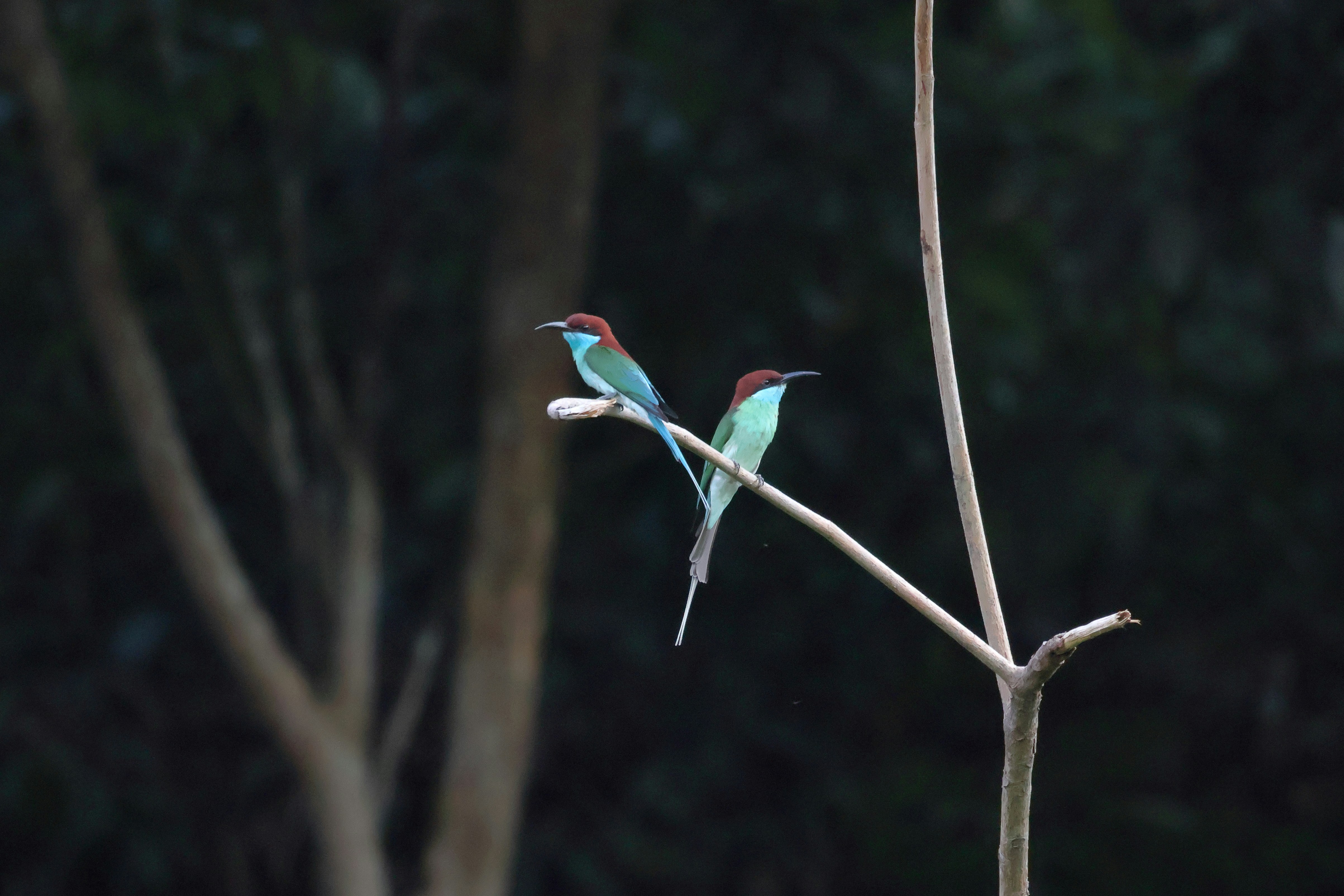 Aurora Hushed: Twin Kingfishers on a Bare Branch
