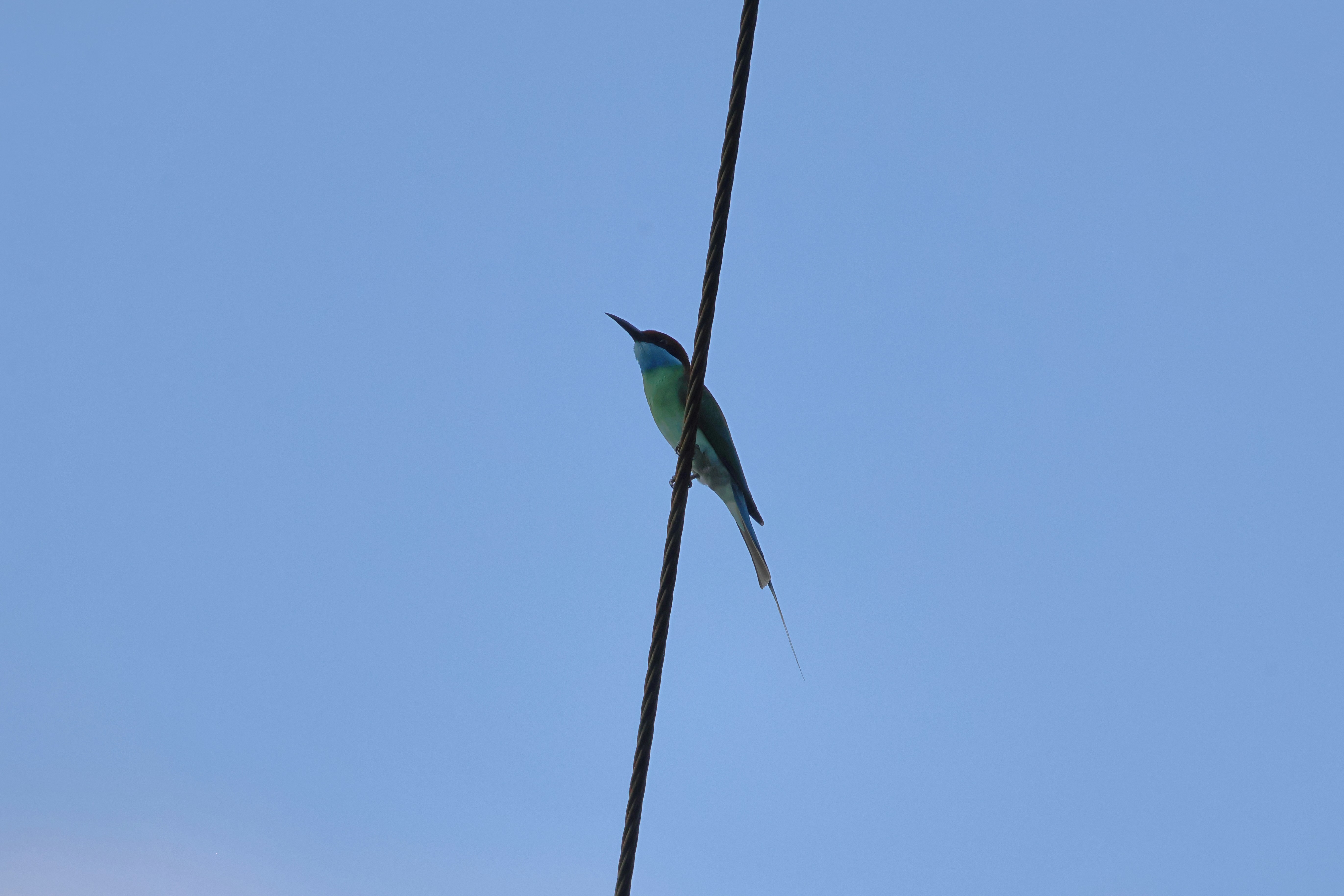 Tangerine-tailed Acrobatic on a Thready Wire
