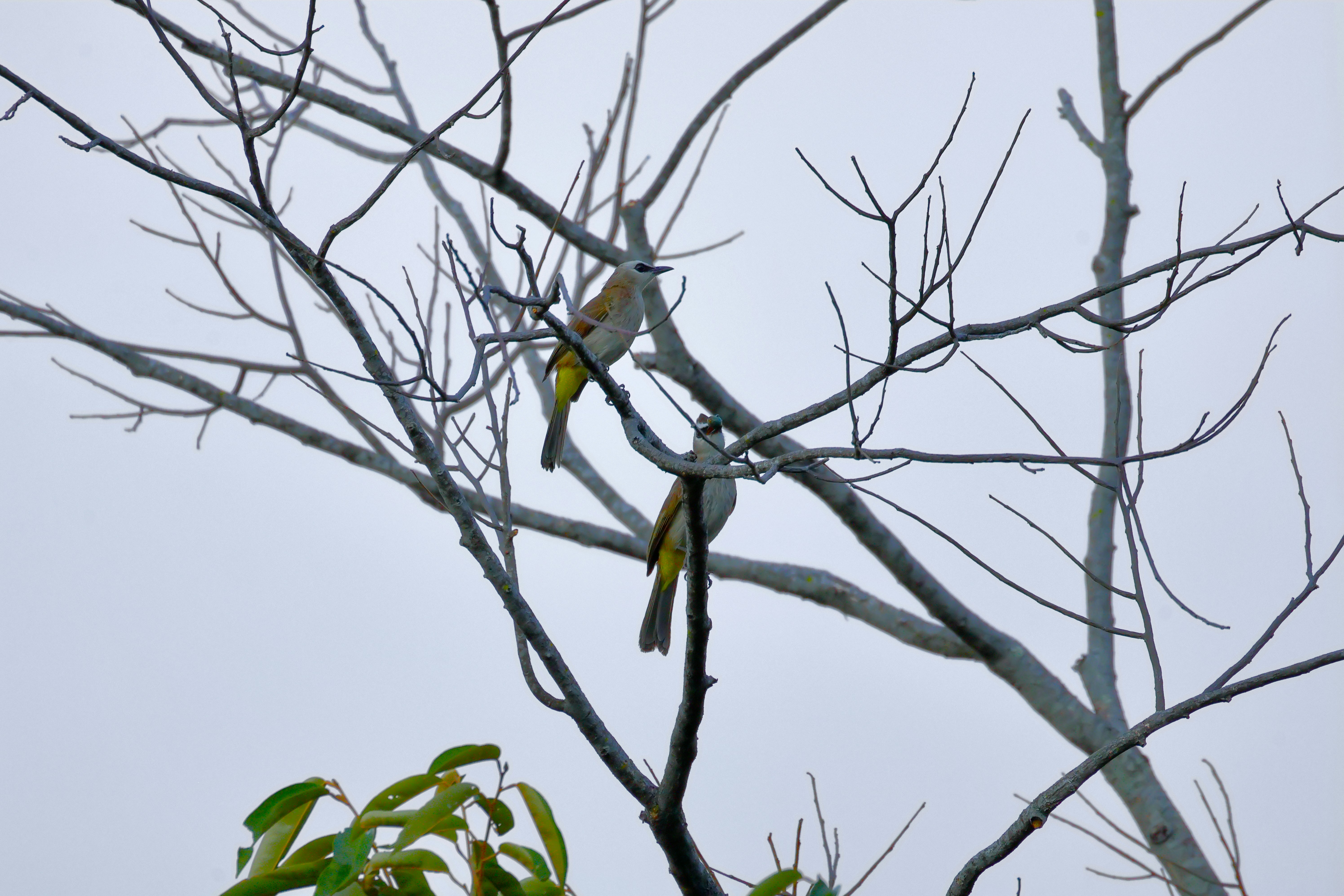 Two Green-Backed Warblers Perched Amid Winter Branches
