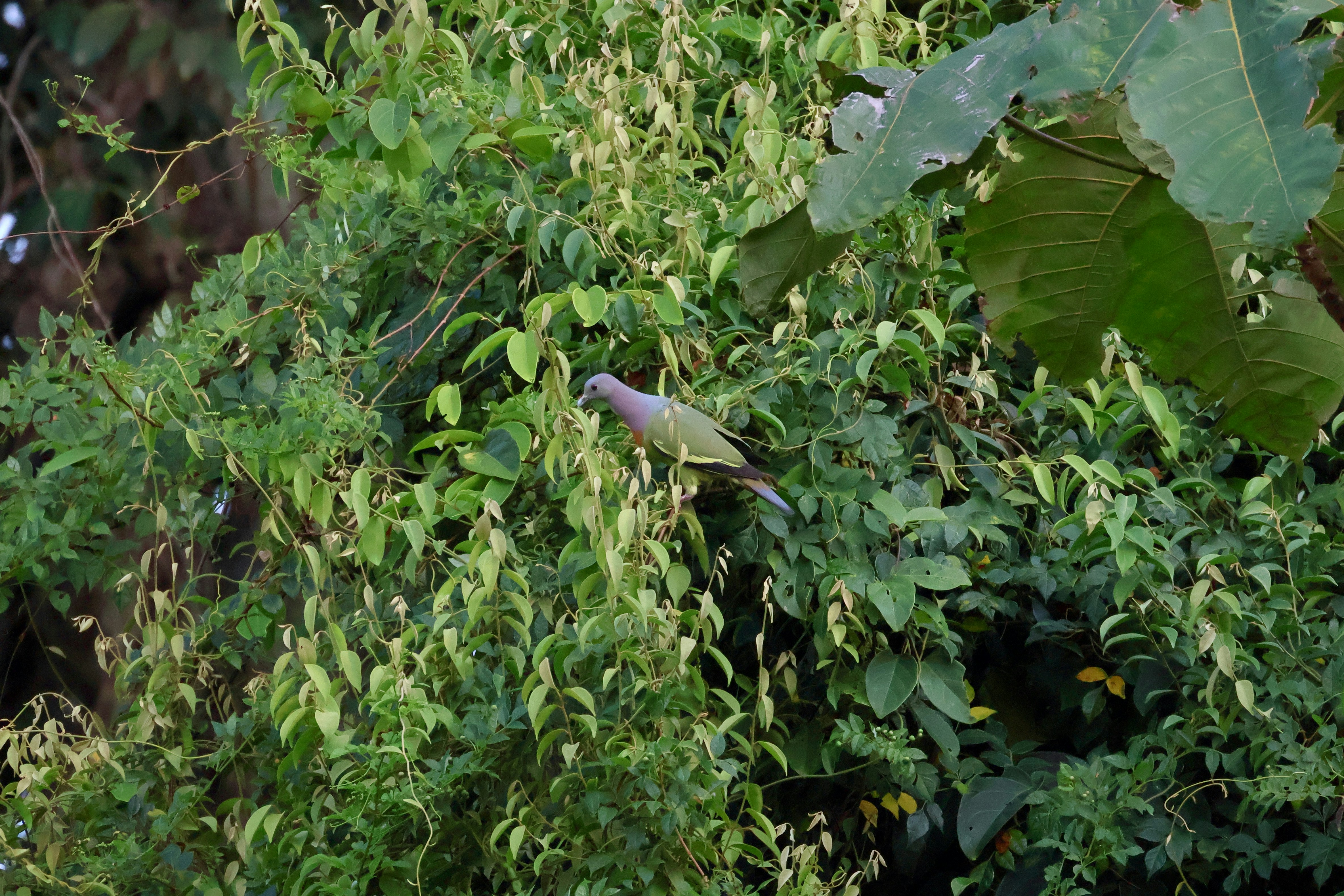 Hidden Green Daze: A Plum-Throated Visitor Among Dense Foliage