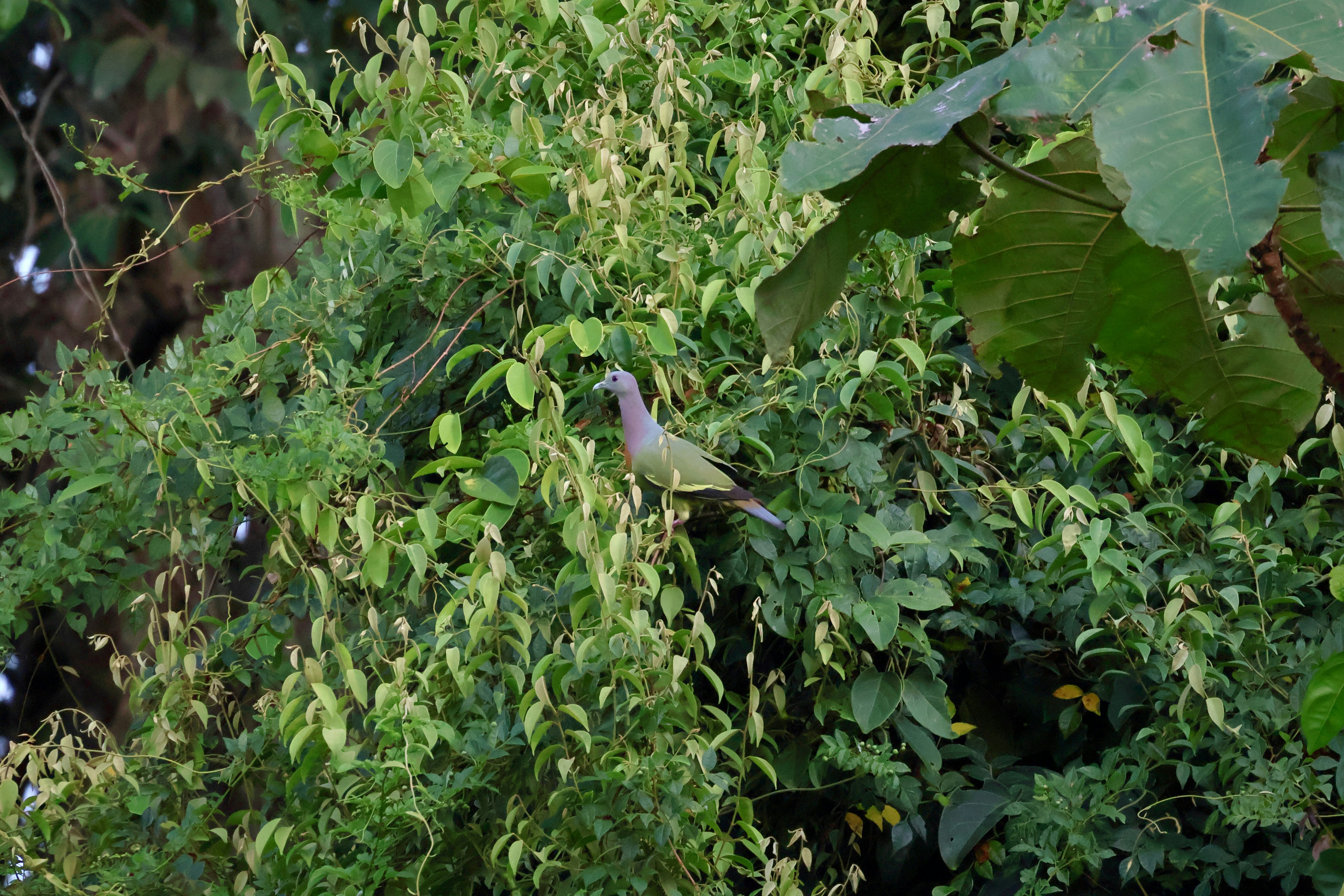 Hidden Hued Veil: A Green Canopy Framing a Subtle Hummingbird