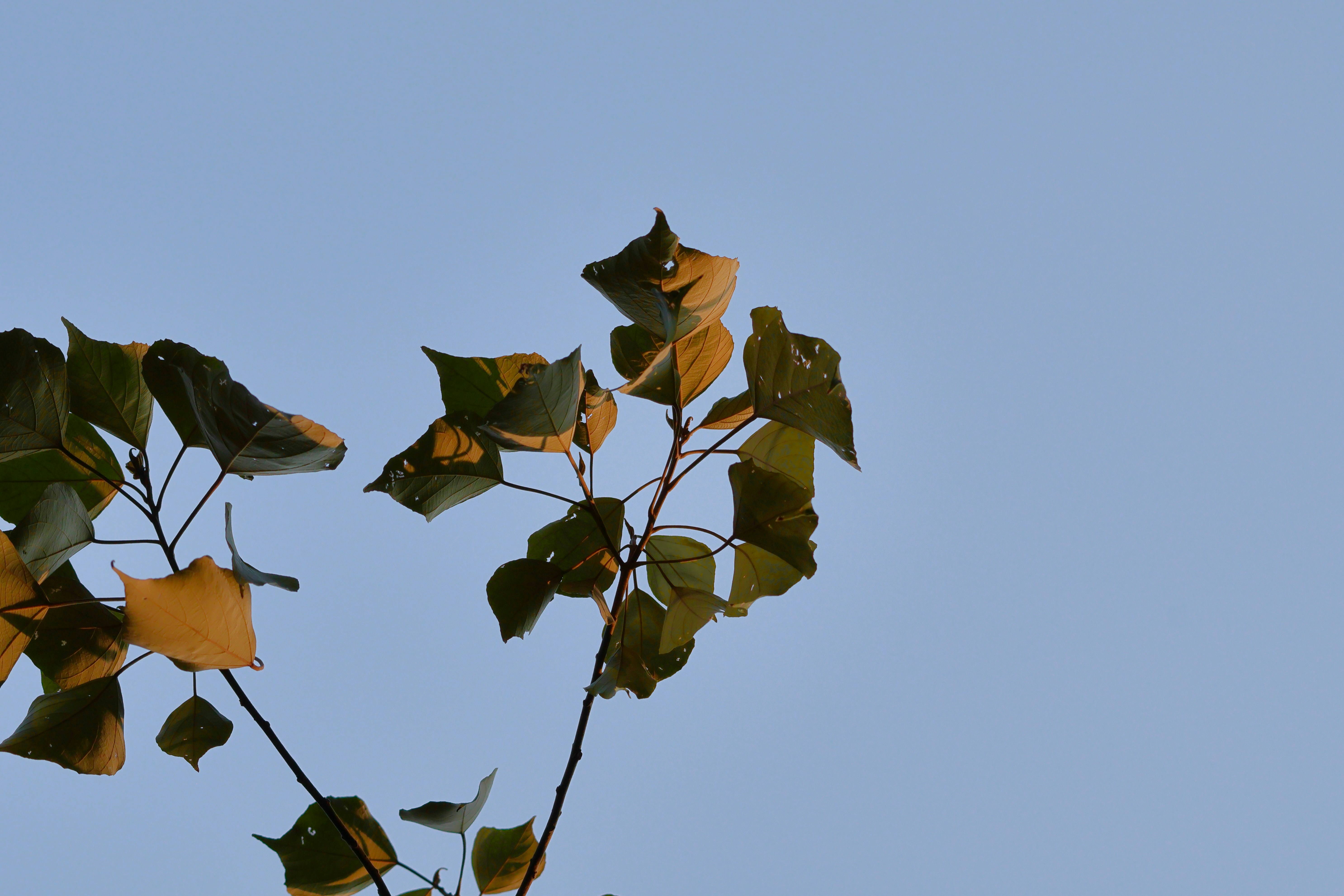 Sunlit Leaves Against a Clear Sky