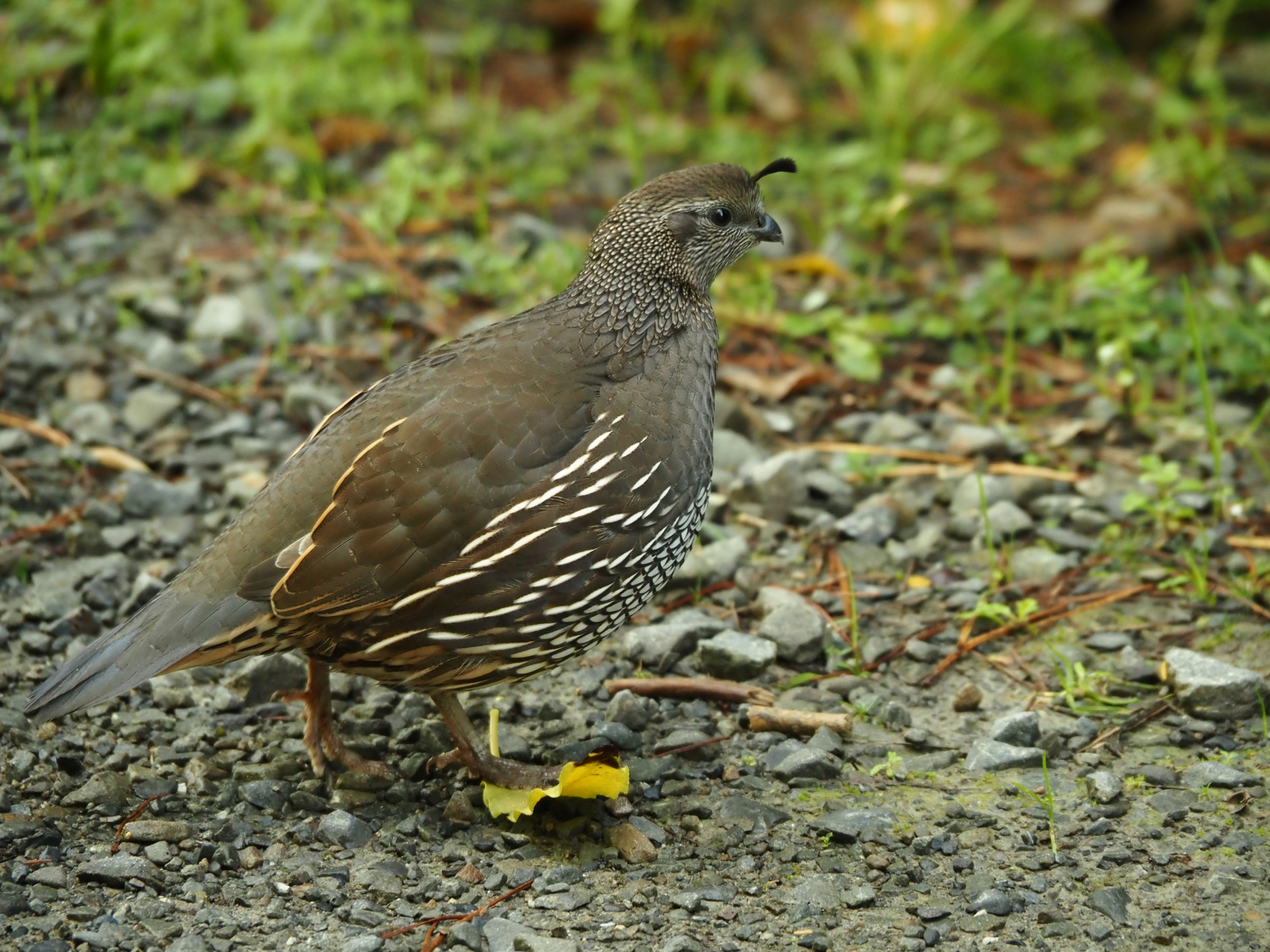 Grounded Gowan Thrush: A Quiet Glance on Pebble and Leaf