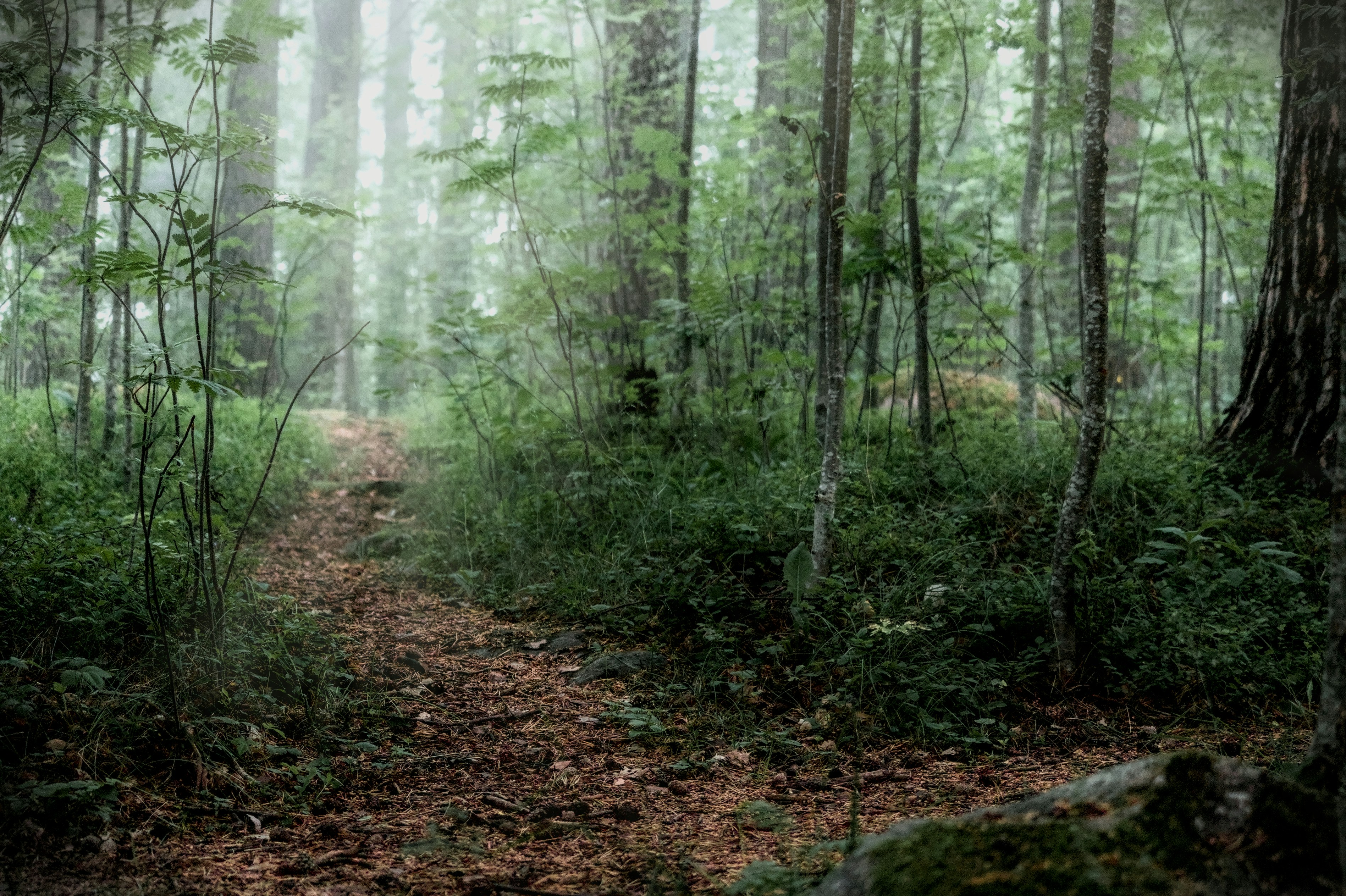 Mist-Laced Forest Path: A Quiet Descent Into Green Depths