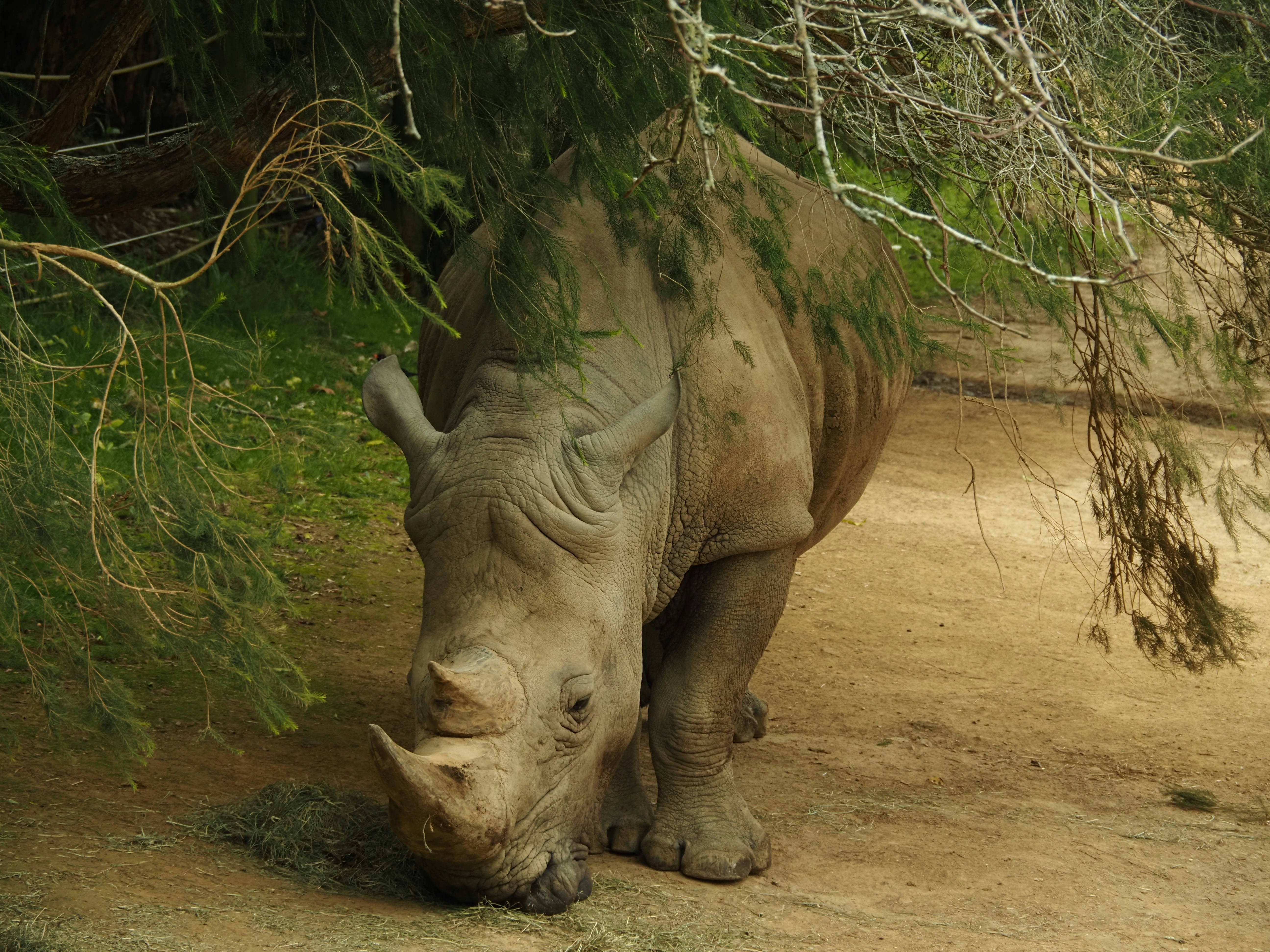 Grounded Giant: A Rhinosphere in Dappled Light