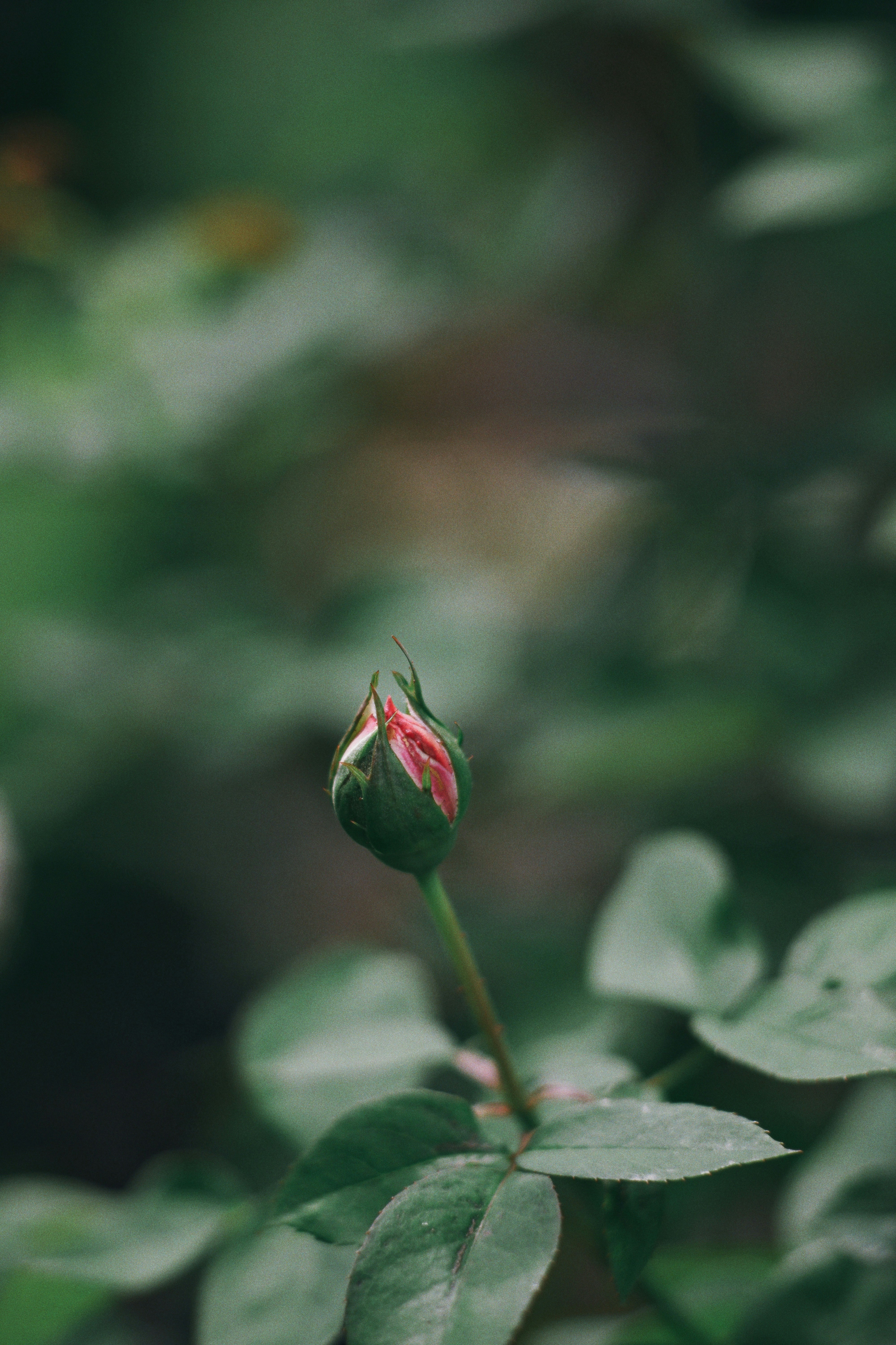Emerging Rosebud: a fragile bloom in green dusk