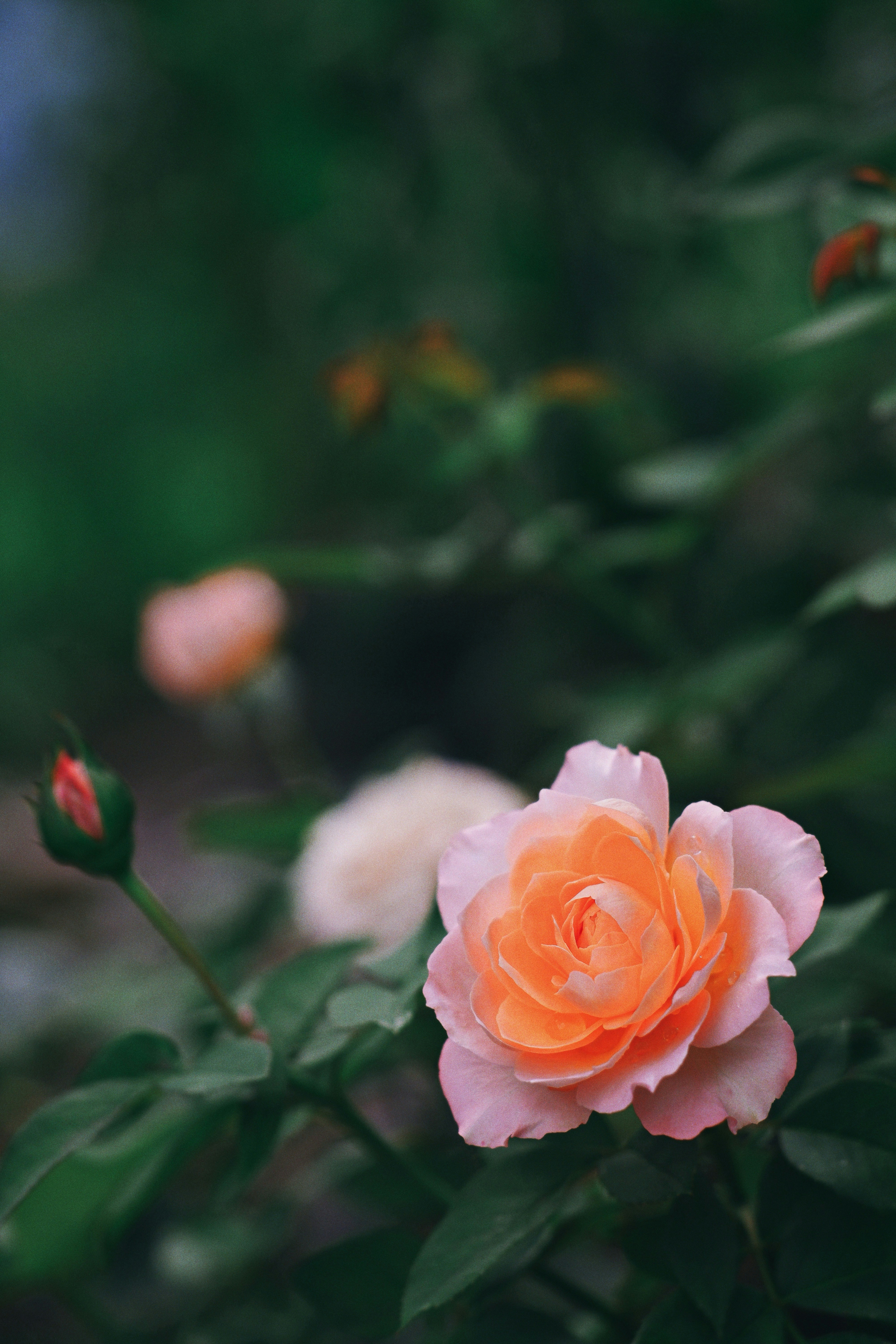 A beautiful peach rose blooming with green leaves.