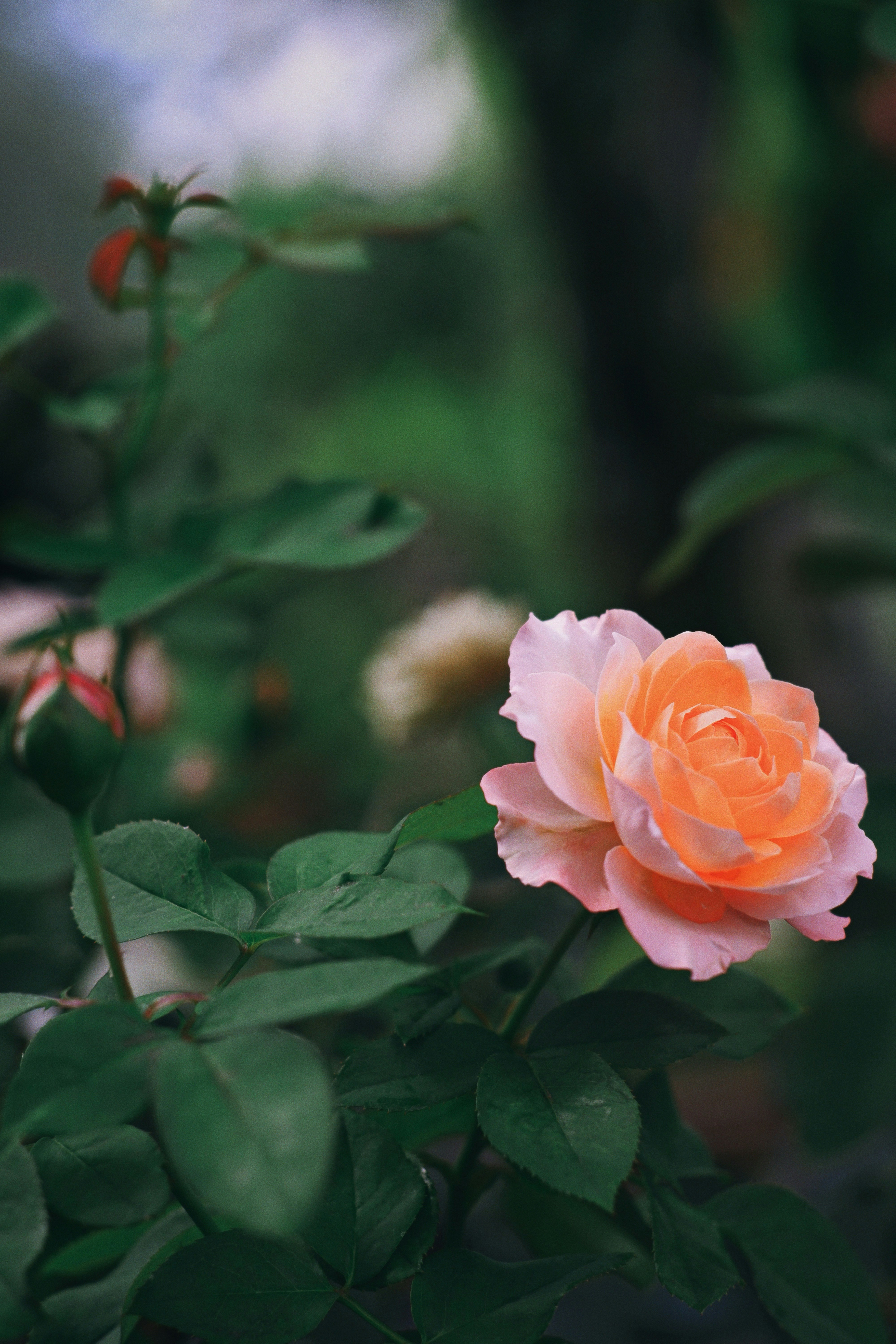 A beautiful pink and orange rose blooms among green leaves.