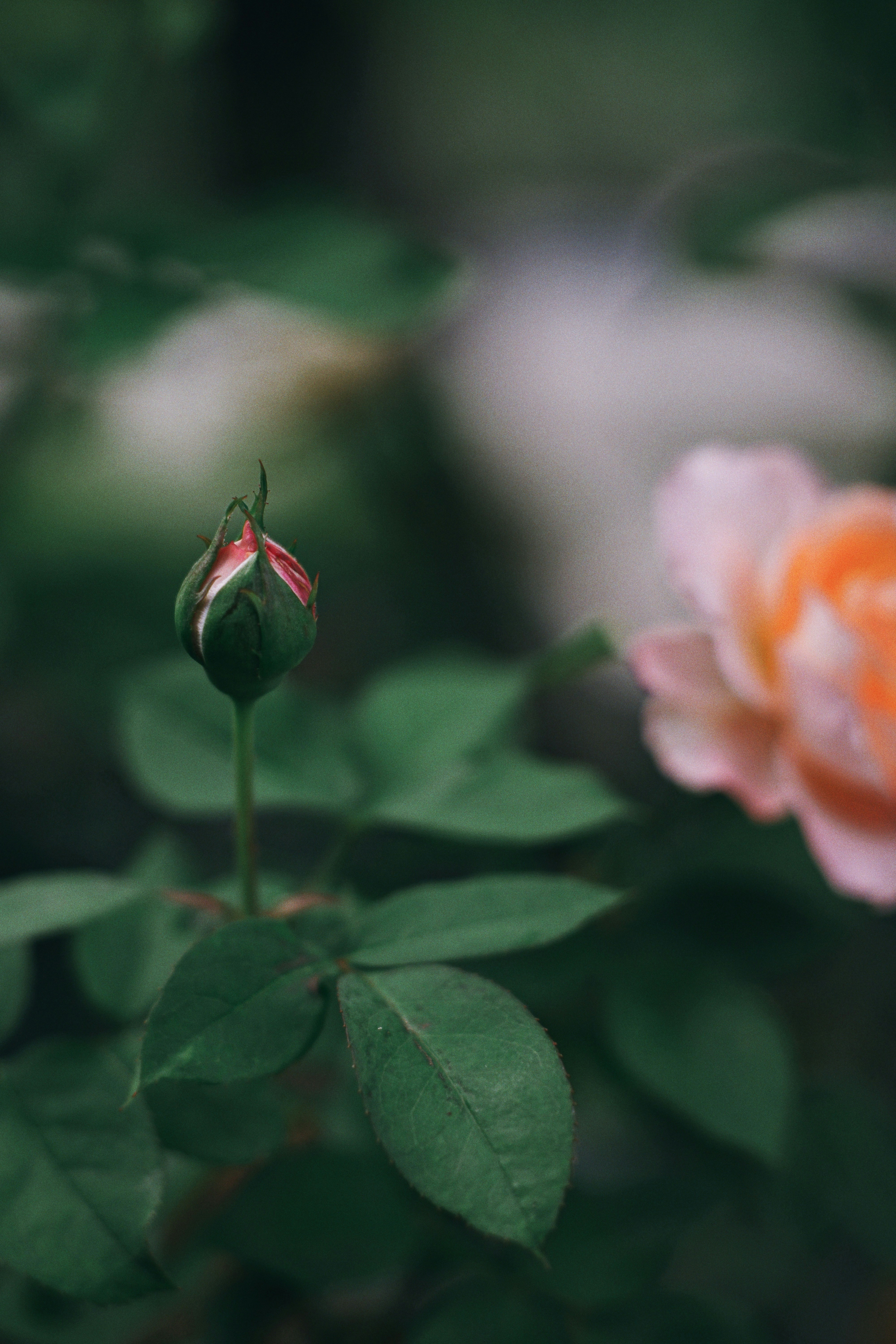 Rosebud in Focus: Delicate Budset Against Blurred Peach Bloom