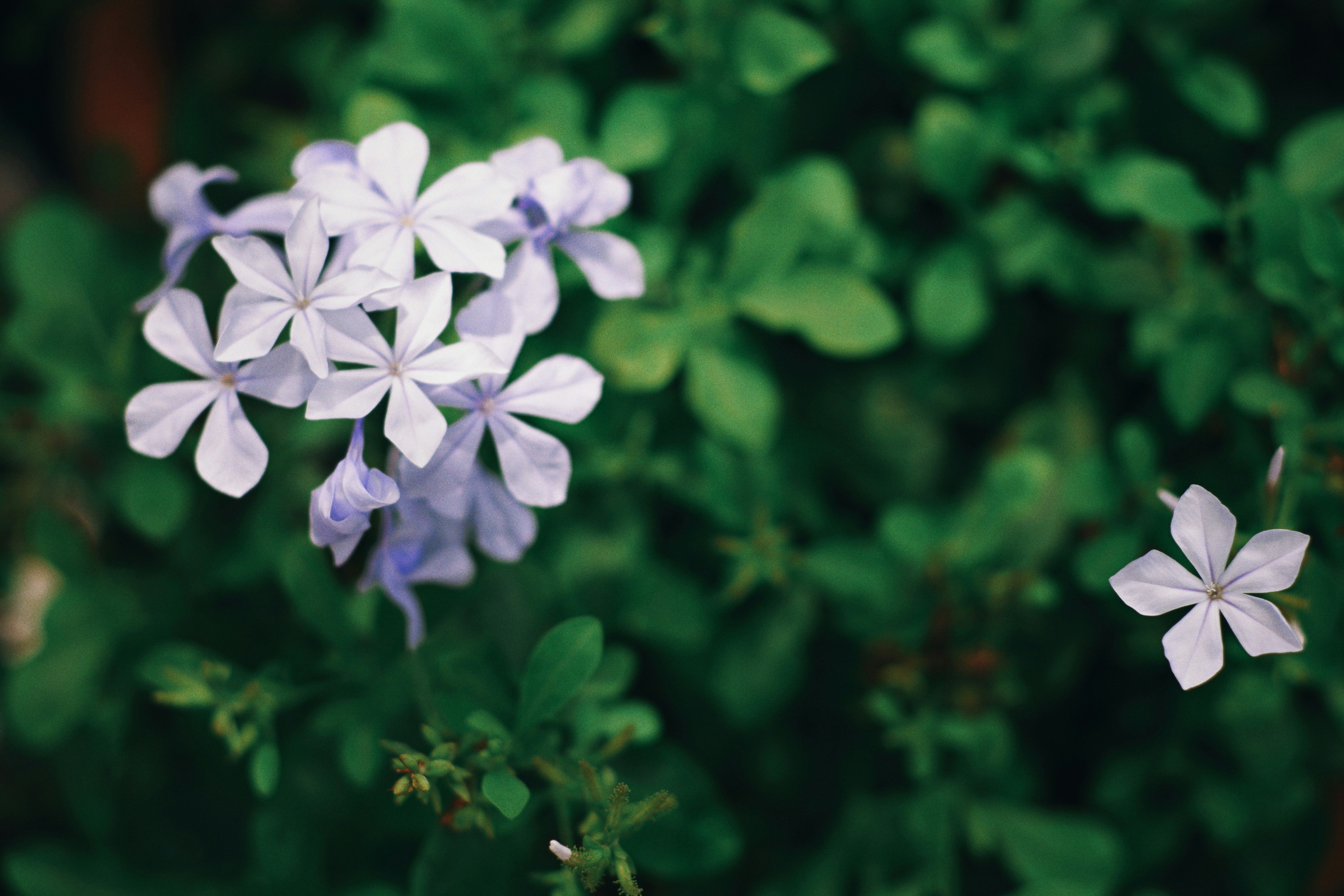 Light purple flowers bloom among green leaves.