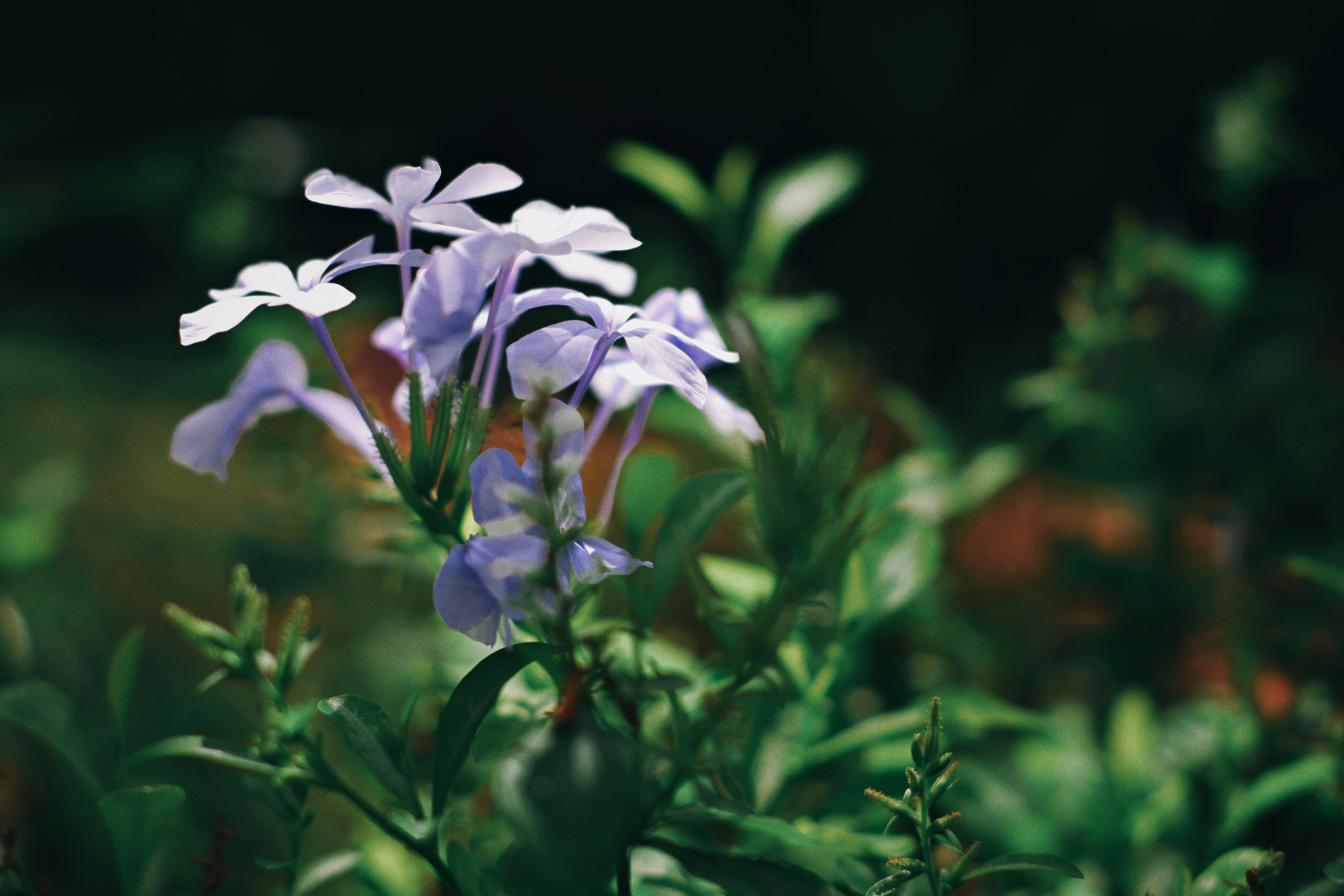 Purple flowers blooming among green leaves.