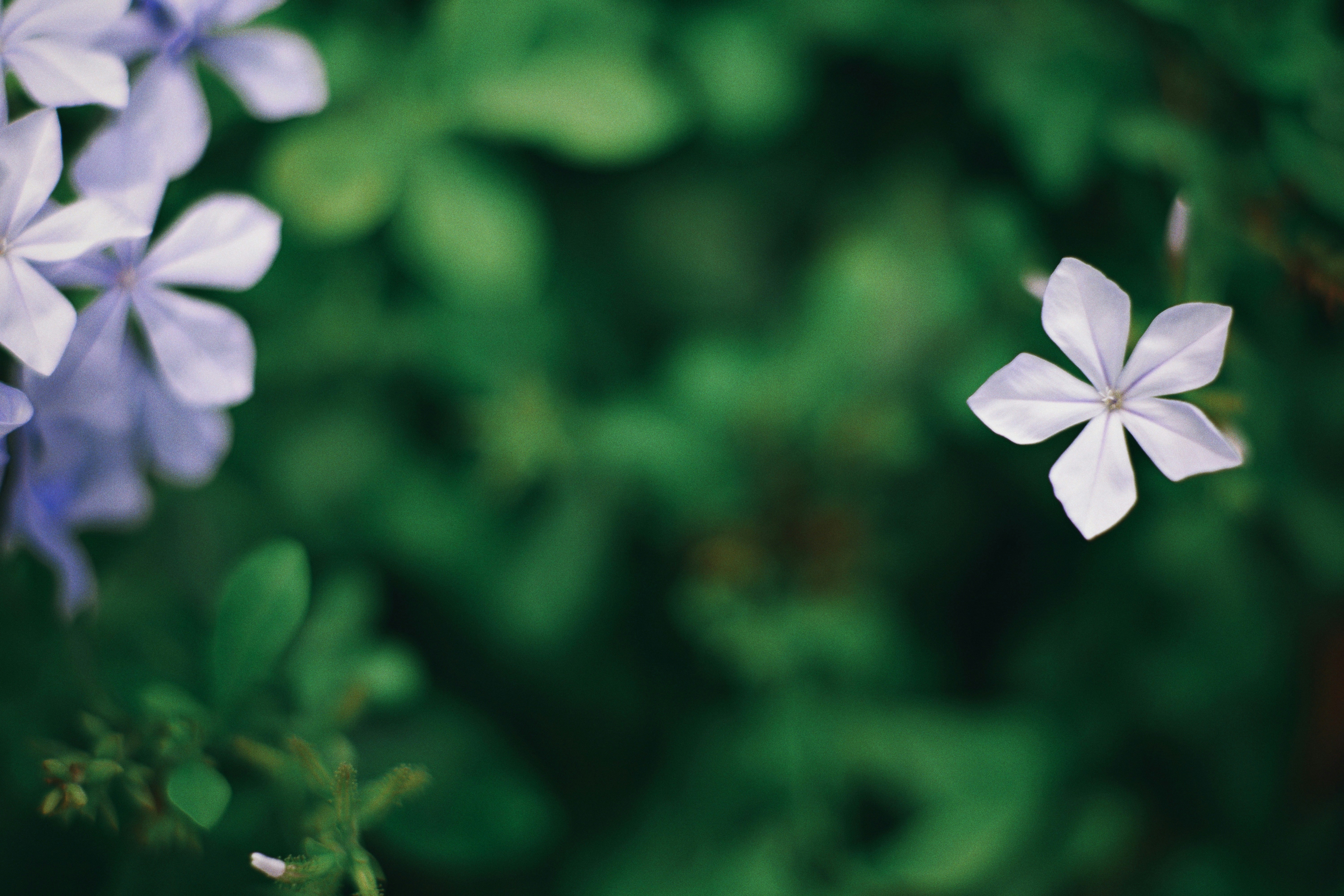 Petal Alone: A solitary violet bloom in soft focus foliage