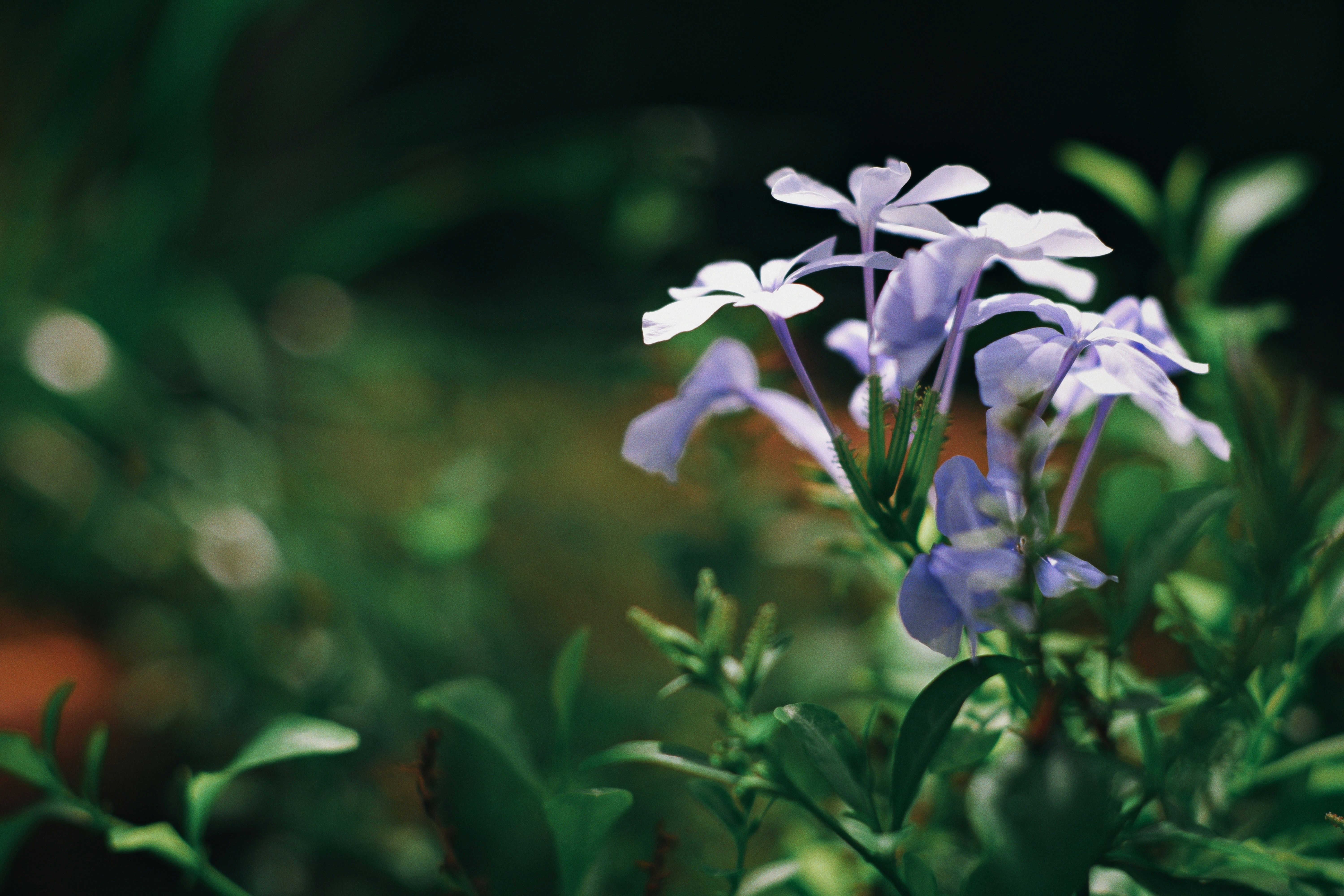 Delicate light purple flowers blooming among green leaves.