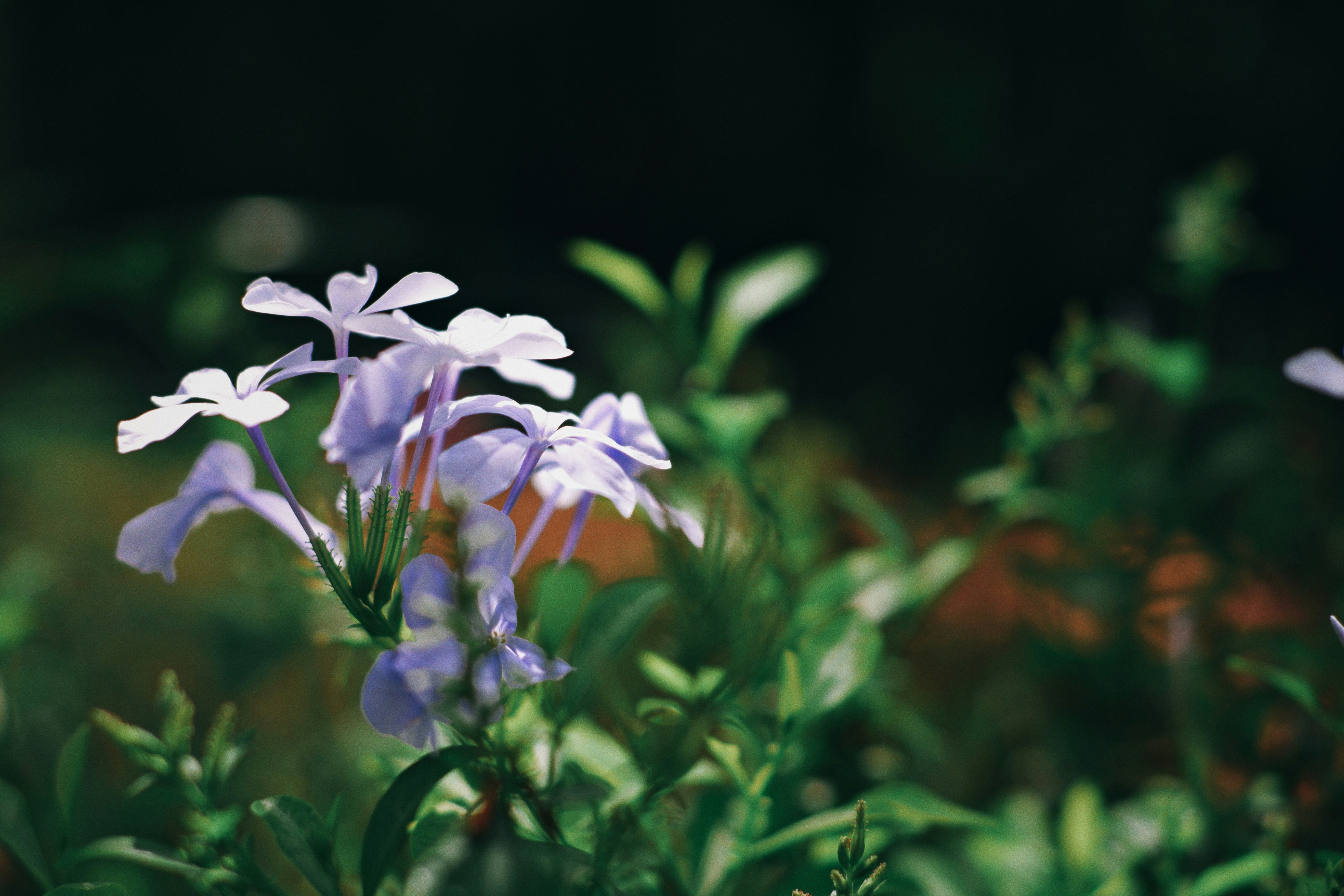 Soft Focus Violet Blooms in a Quiet Garden