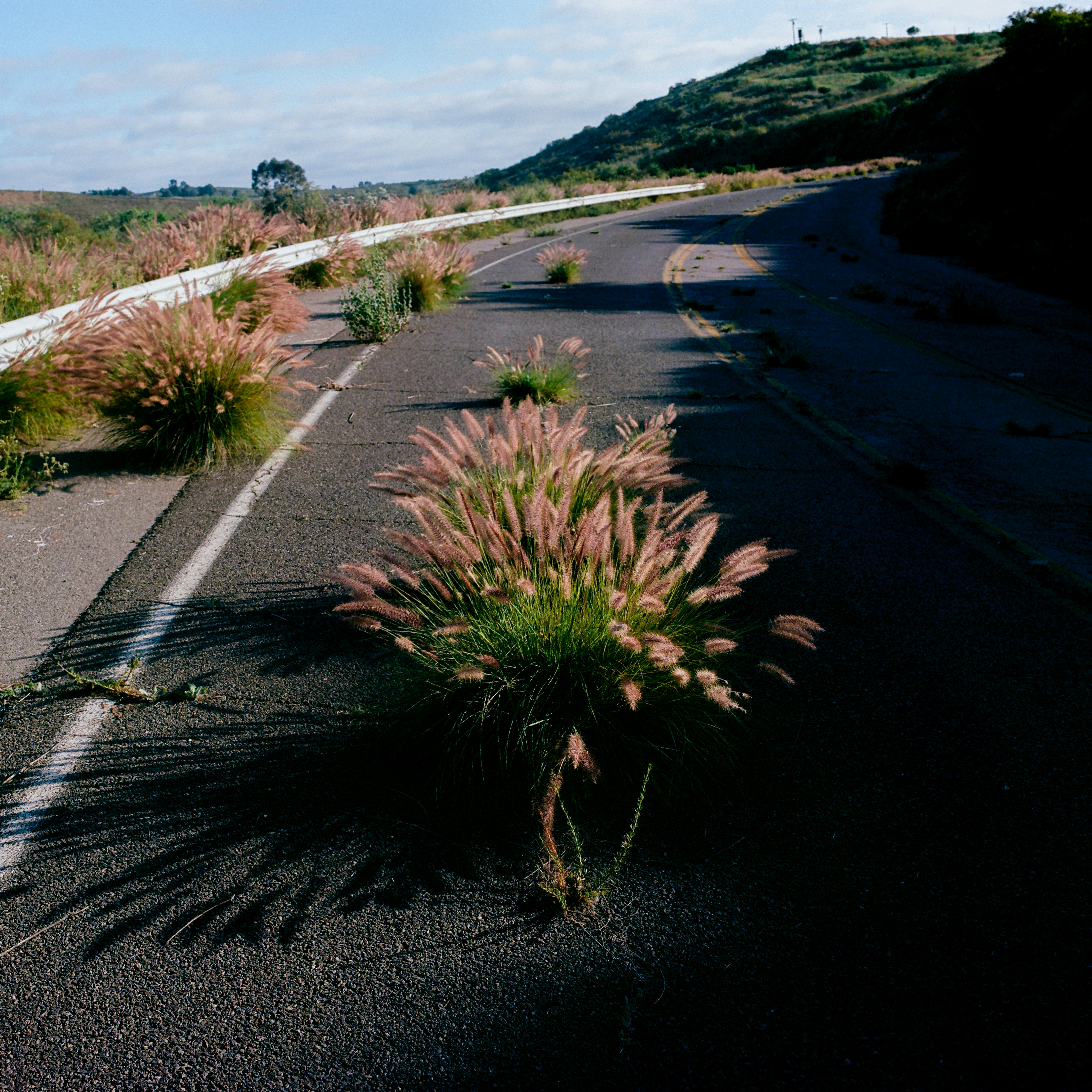 Overgrown Highway Chorus: Pampas Grass Reclaims the Road
