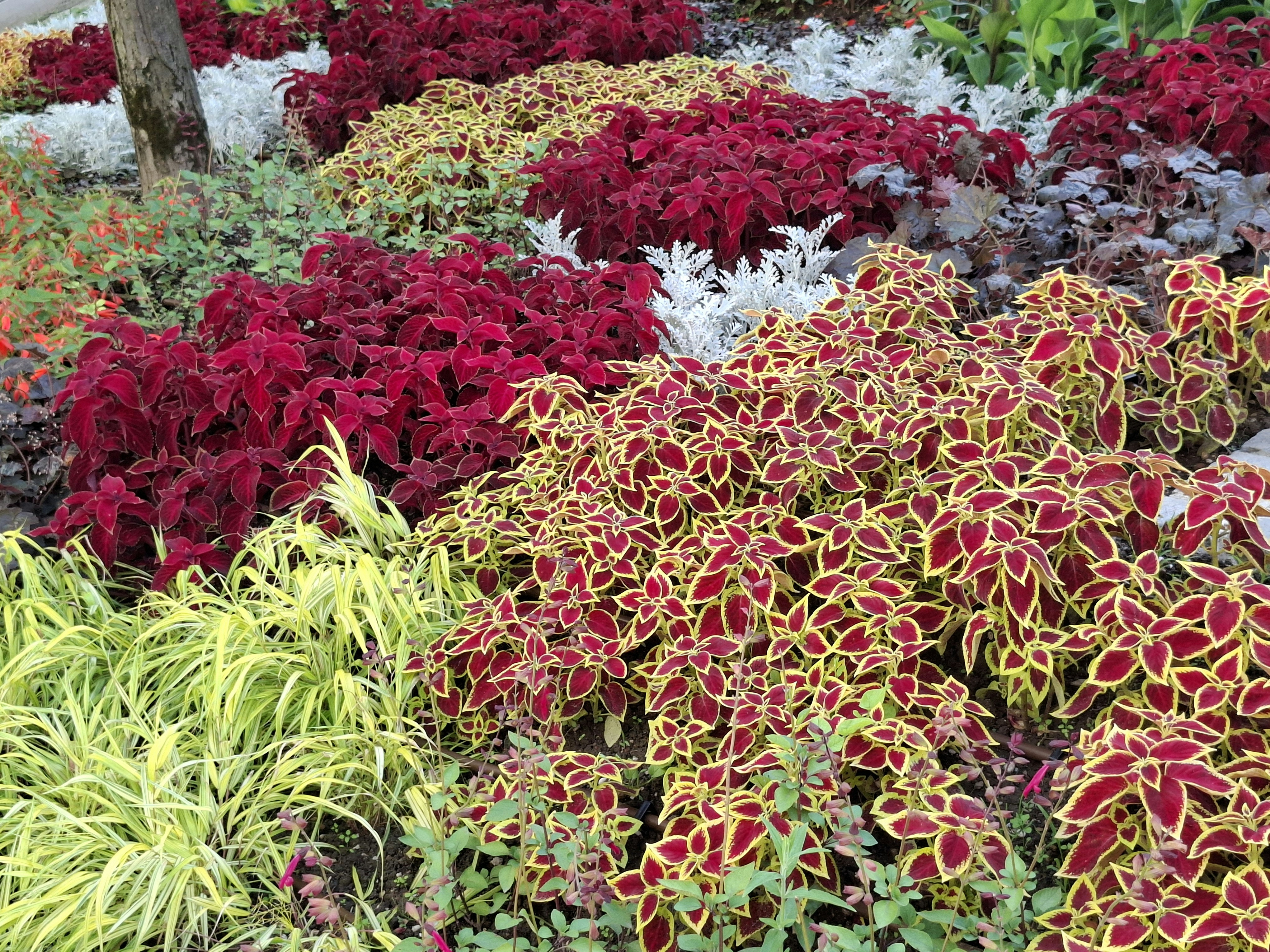 Vivid Garden Mosaic: Red, Gold, and Lime Foliage in Full Bloom