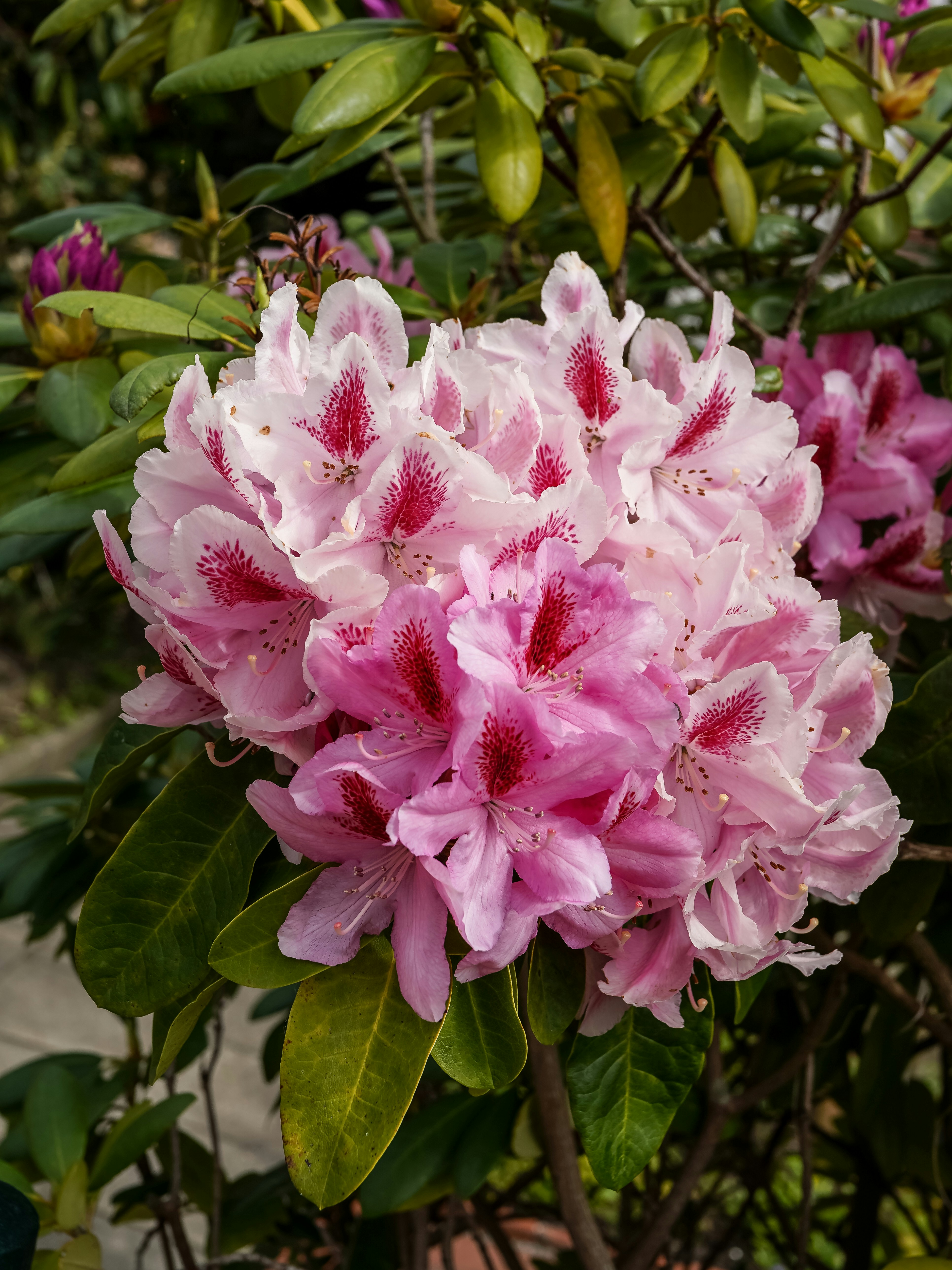Blossom Crown: Soft Pink Rhododendron in Sunlit Garden