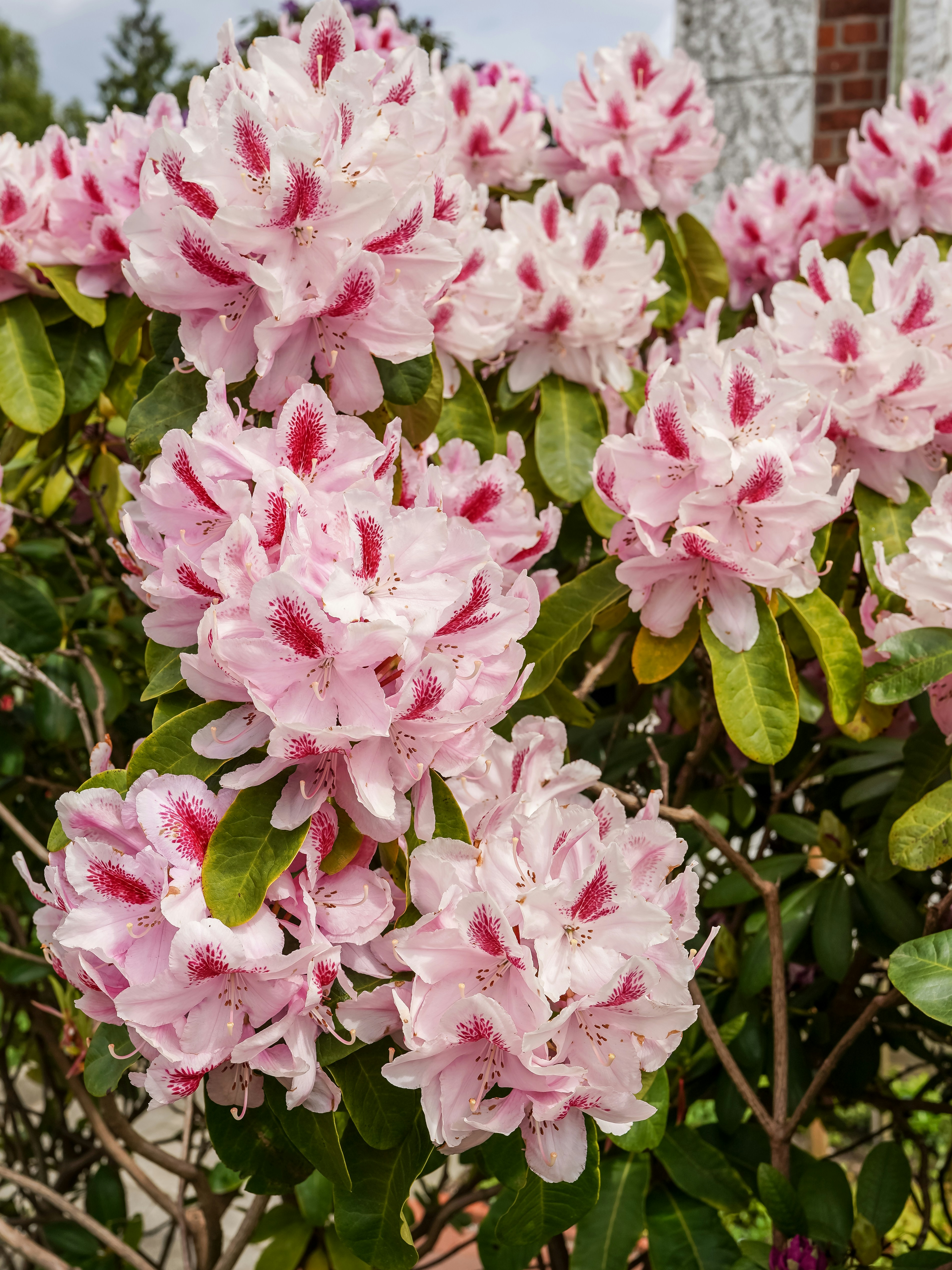 Blooming Pink Rhododendron Cloaked in Spring Light