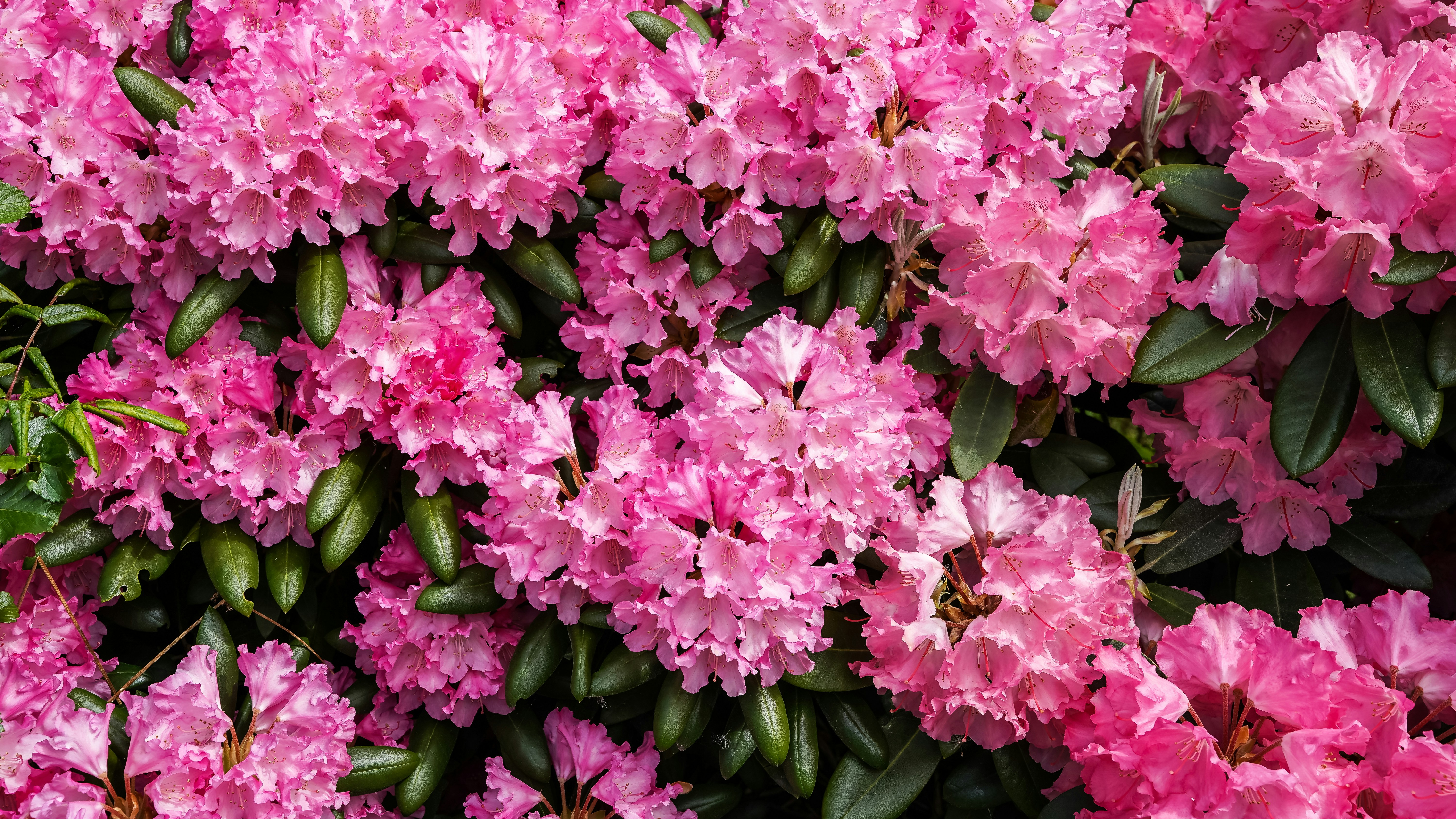 Blossoms in a Sea of Pink: A Close-Packed Azalea Wall