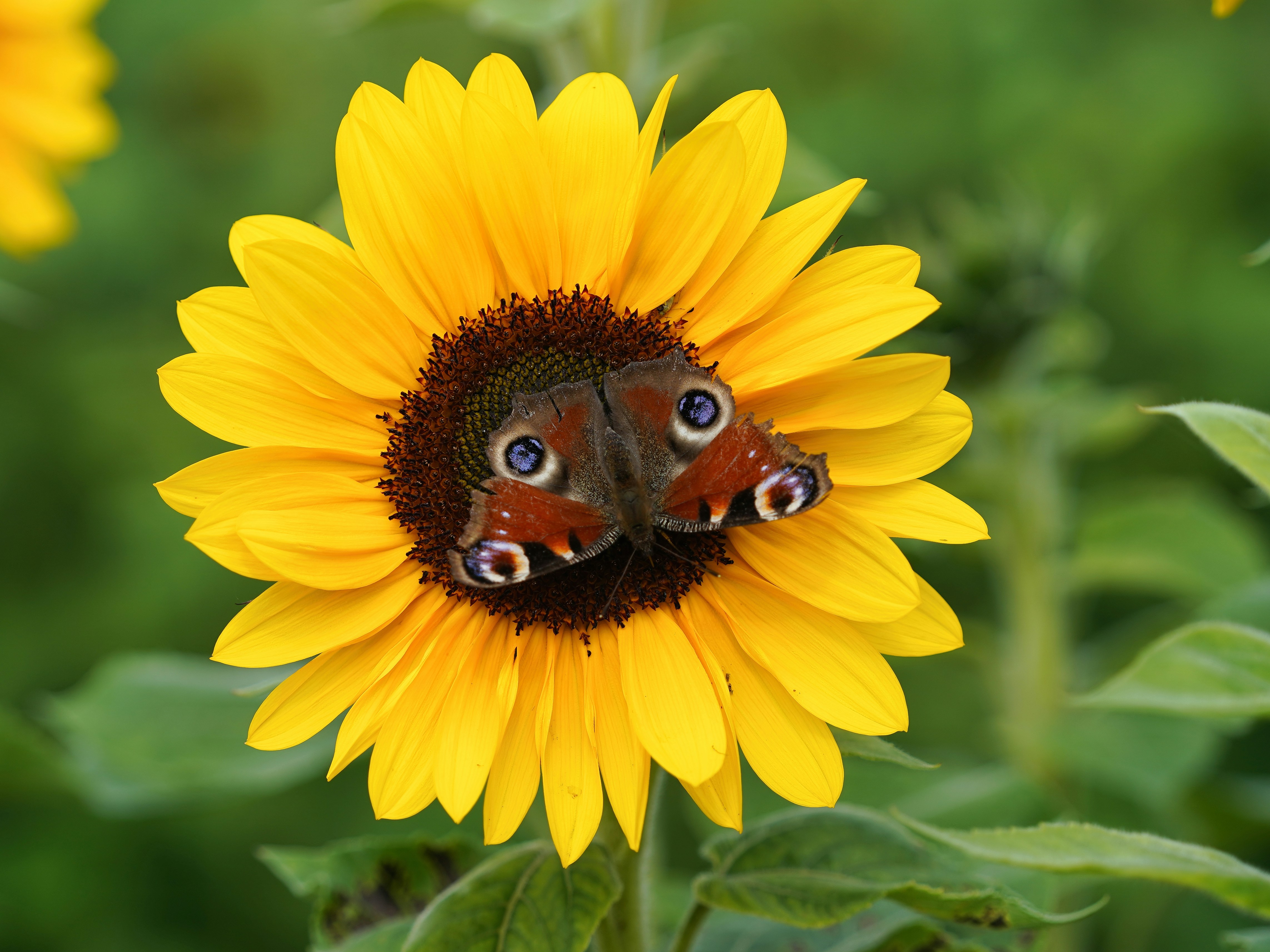 Sunflower Spotlight: A Peacock Butterfly Resting at Center Stage