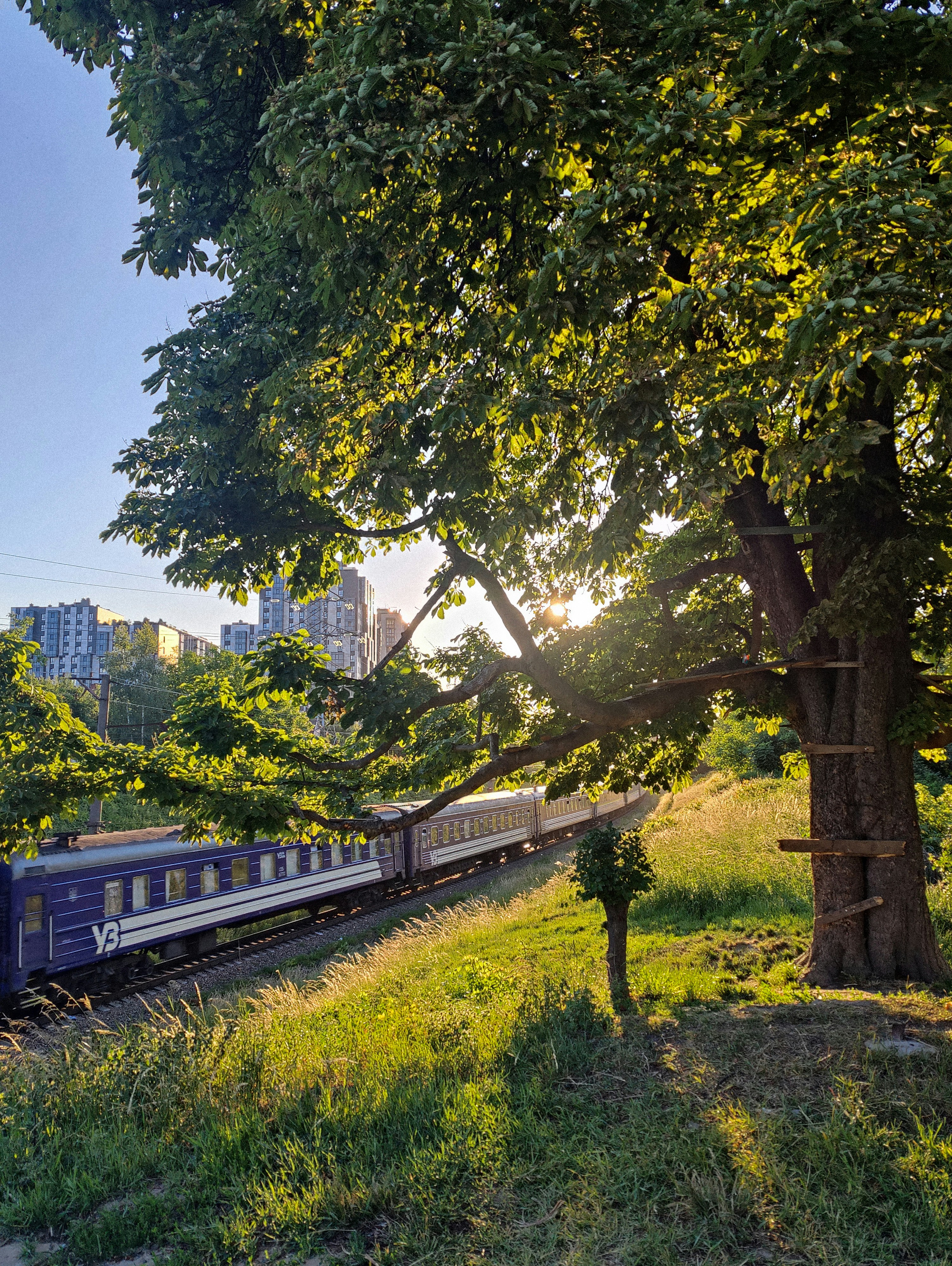 Sunlit Railside Canopy: A Train Passes Under a Giant Tree