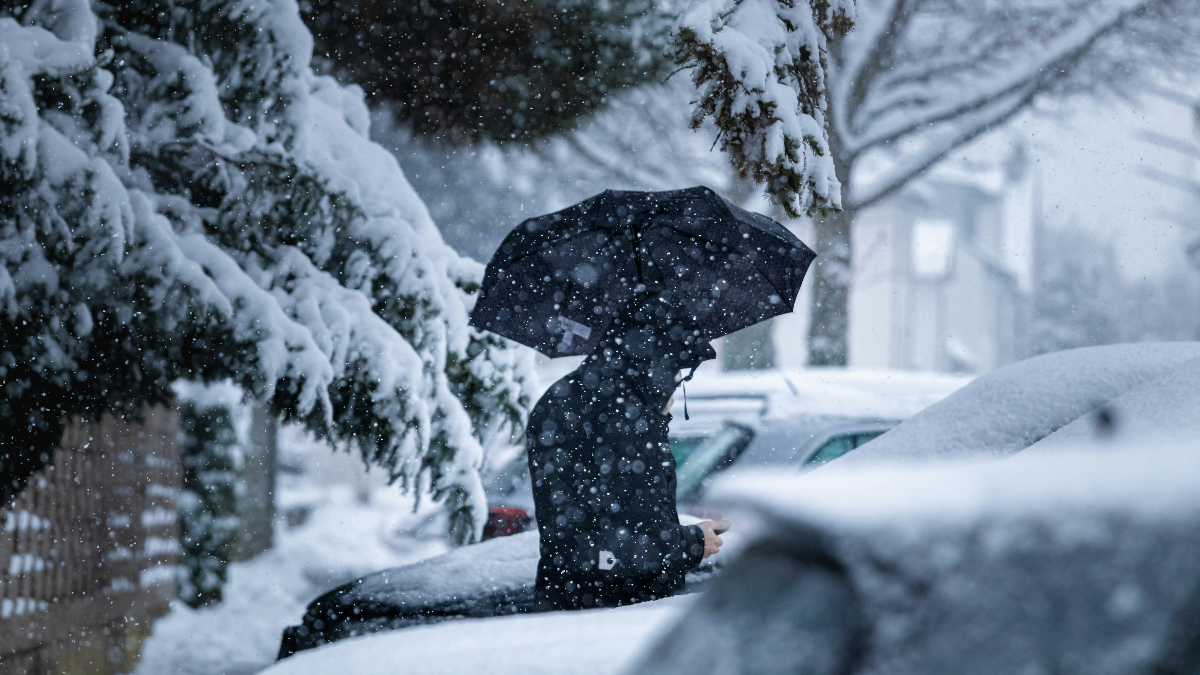 Solitary Stare Under Snow: The Umbrella Guardian