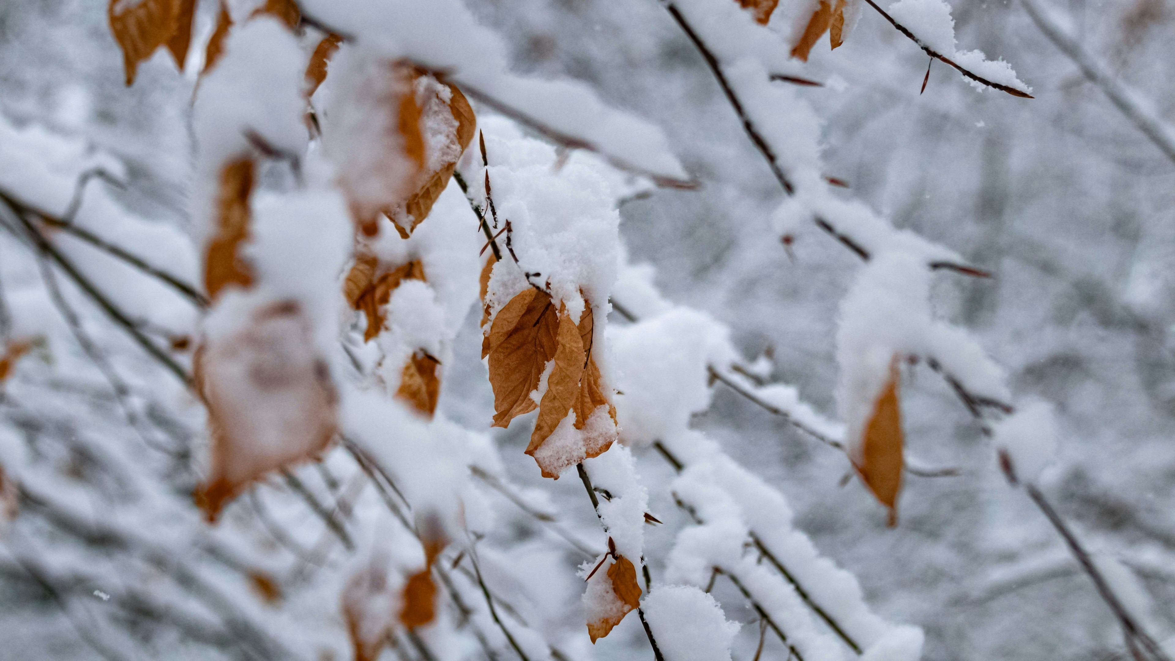 Winter's Quiet Veil: Snow-laden Branches in Soft Focus