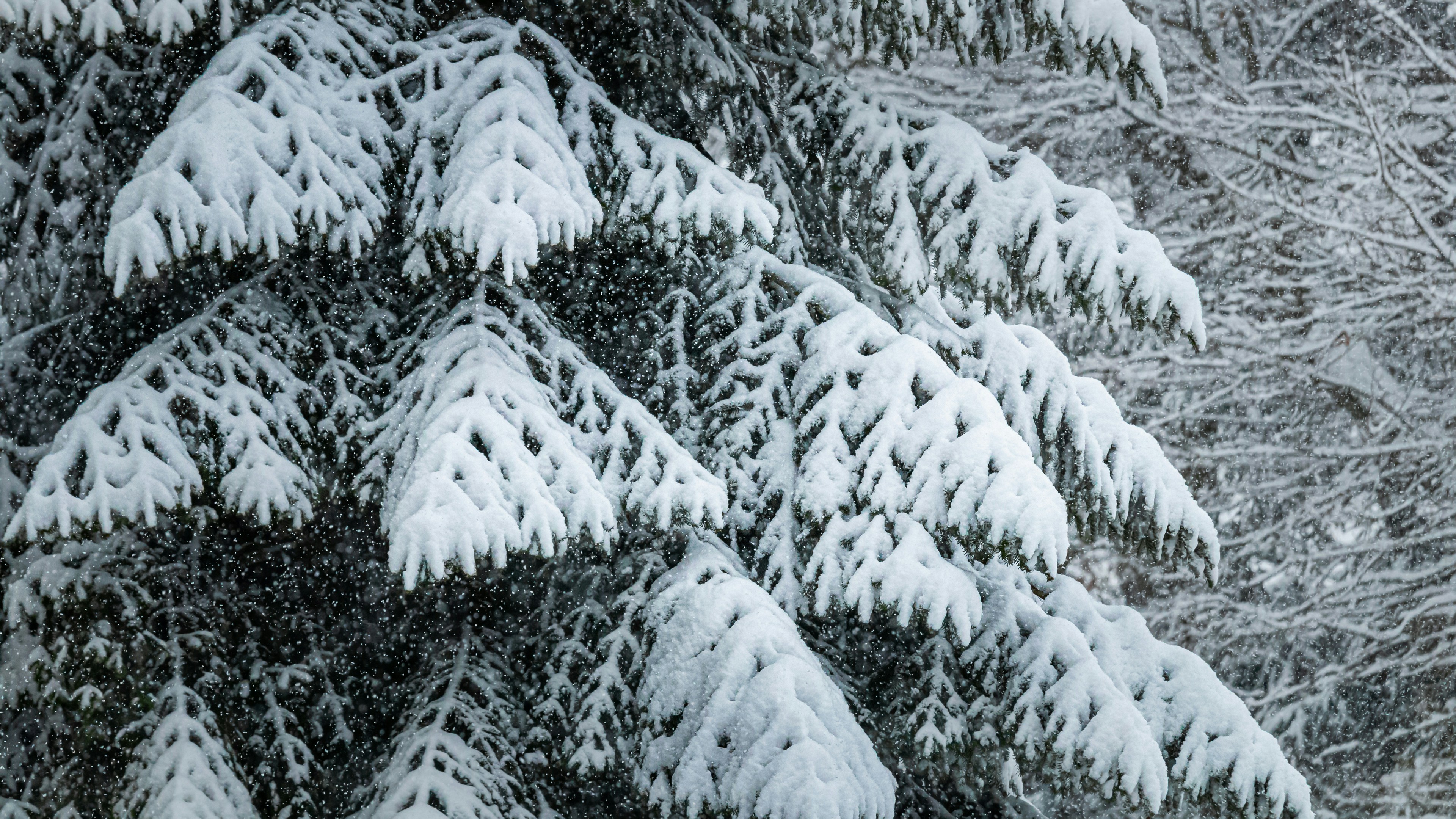 Snow-Laden Limbs: A Quiet Conifer Winter Scene