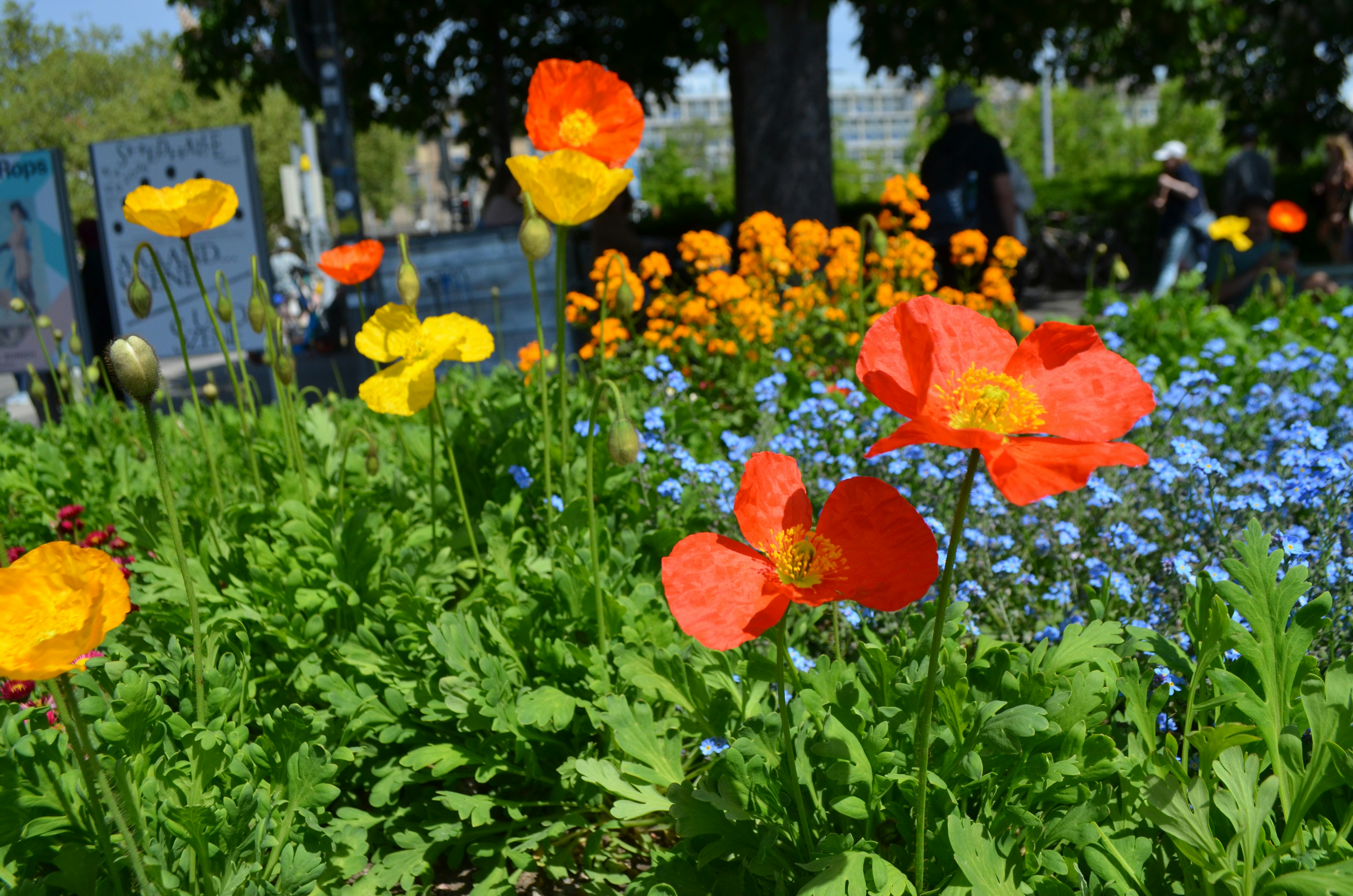 Vibrant Pop of Poppies in a Sunlit City Garden