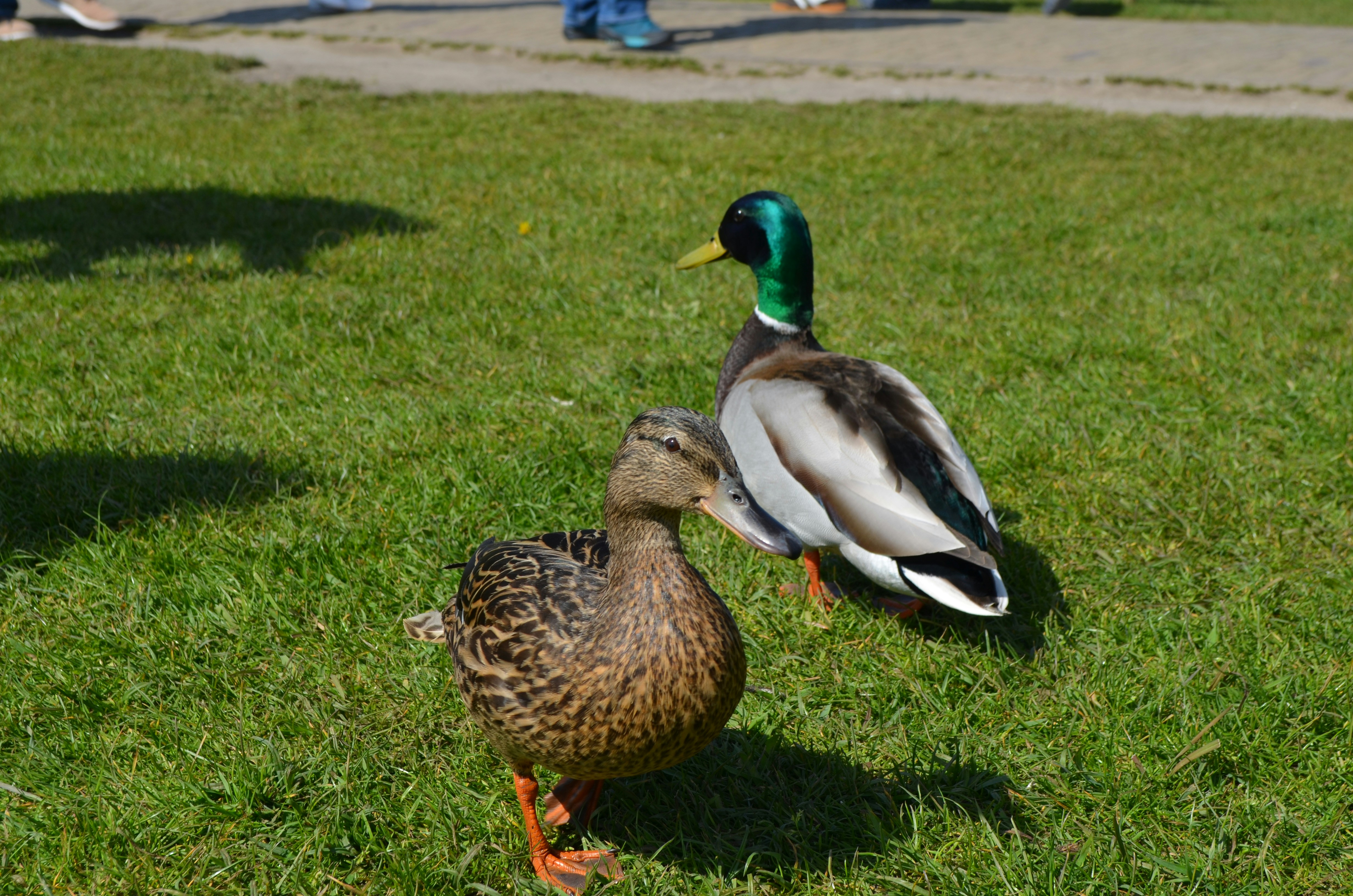 Pair of Mallards in a Sunlit Park