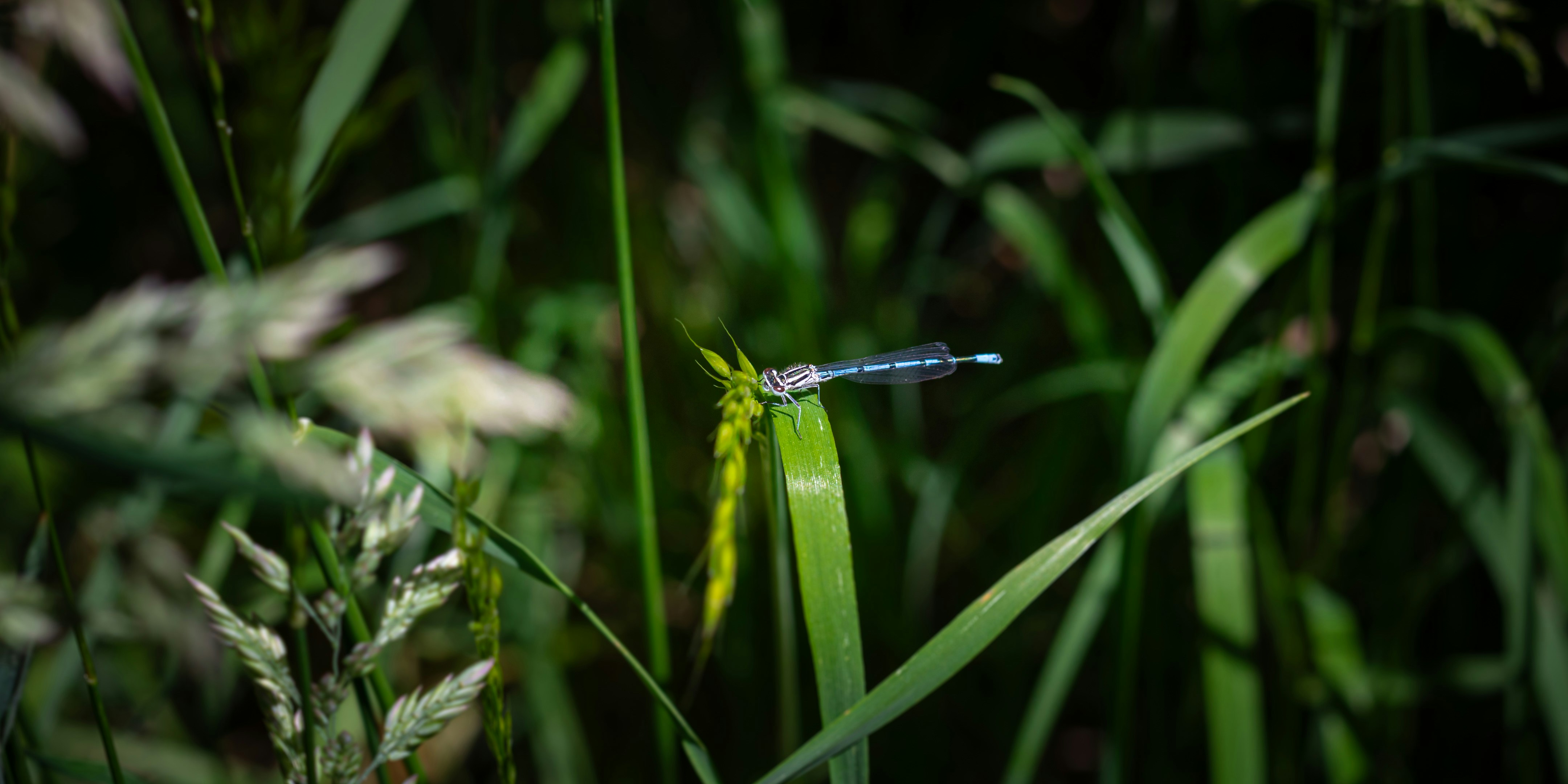 Dragonfly on a blade: a quiet moment in the grass