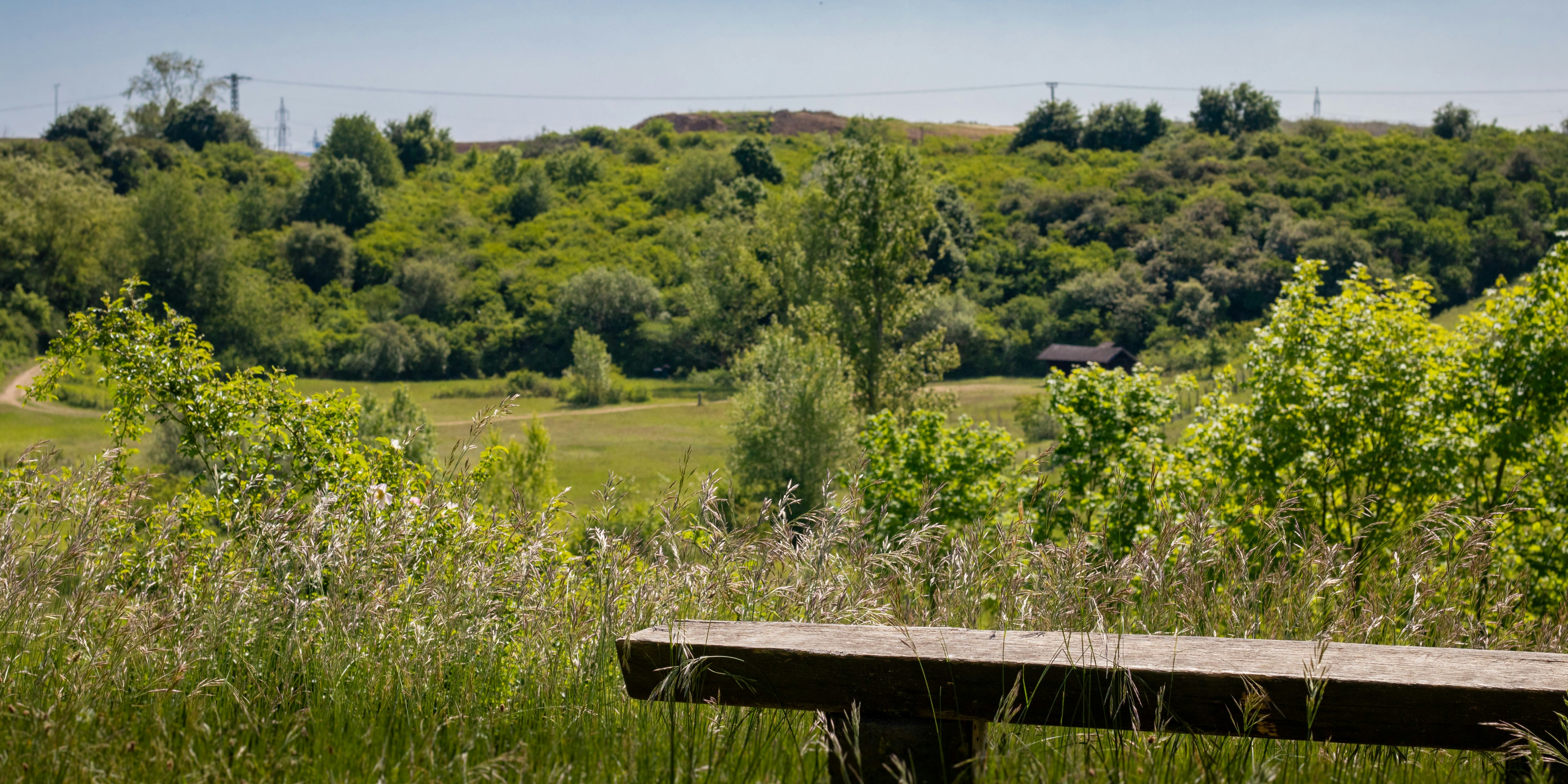 Sunlit Meadow Bench: Quiet Horizon in Green Quietude