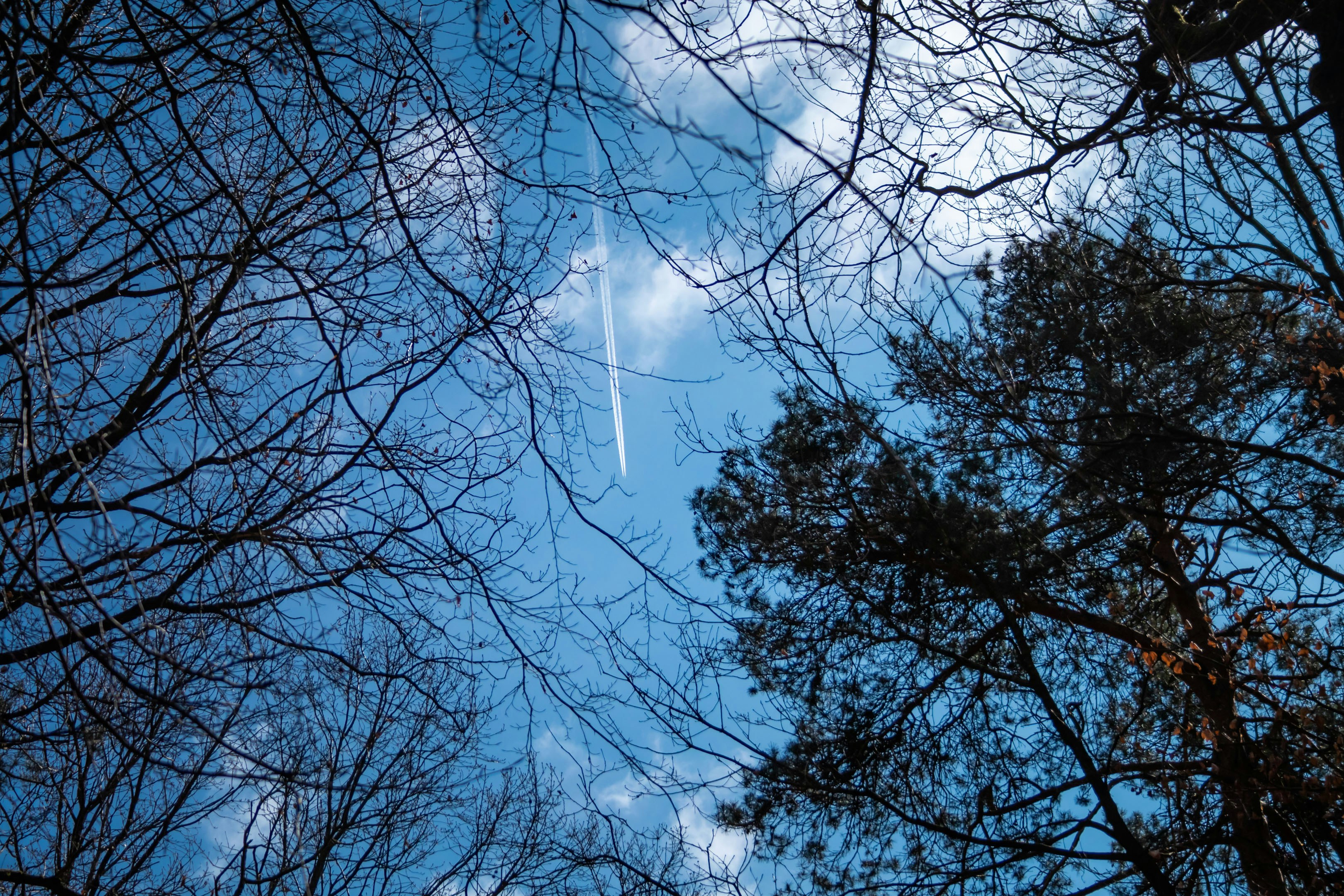 Skyline of Trails: A Jet Contrail Through Leafless Branches