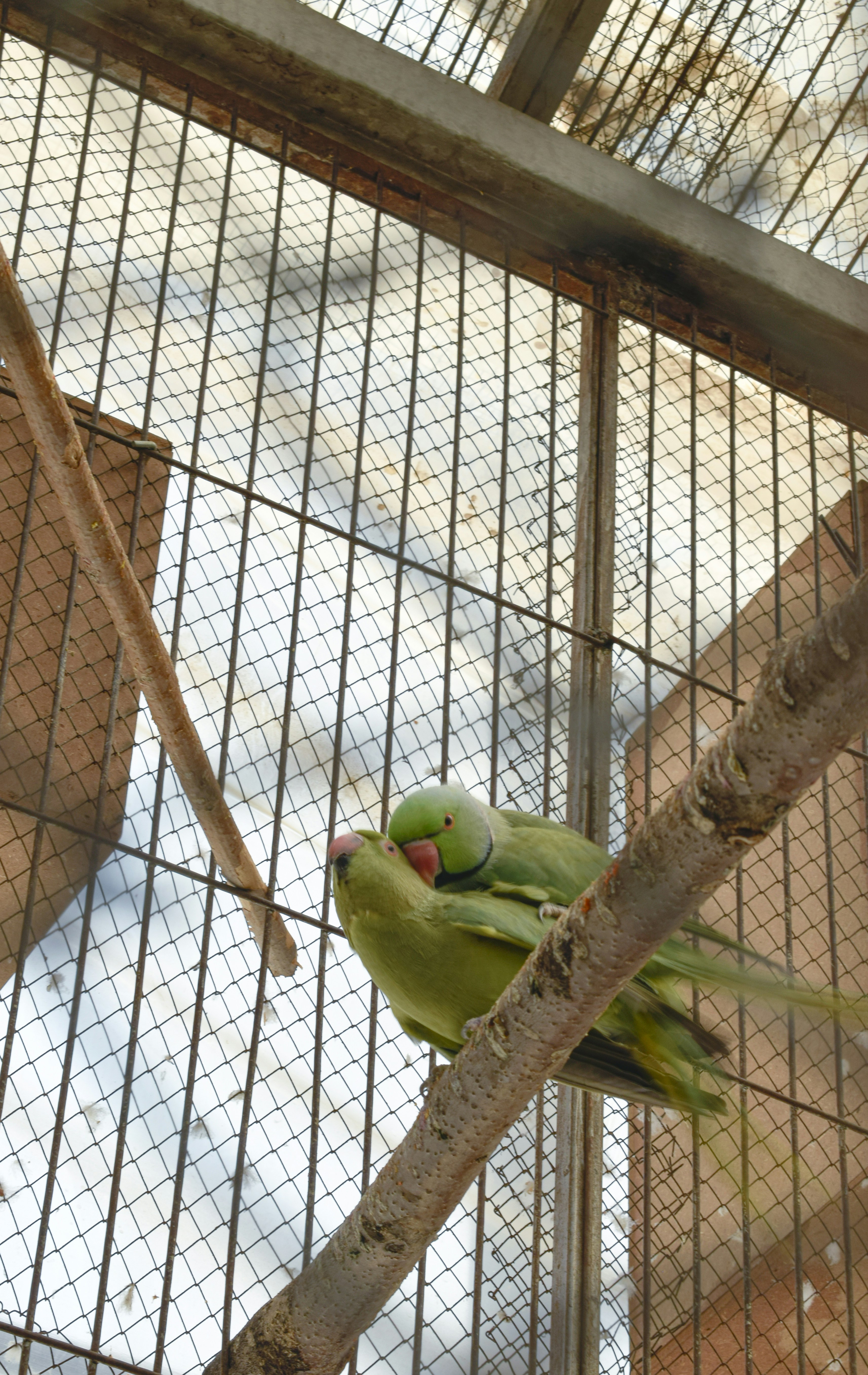 Pair of Green Parrots Share a Quiet Perch in a Wrought-Iron Cage