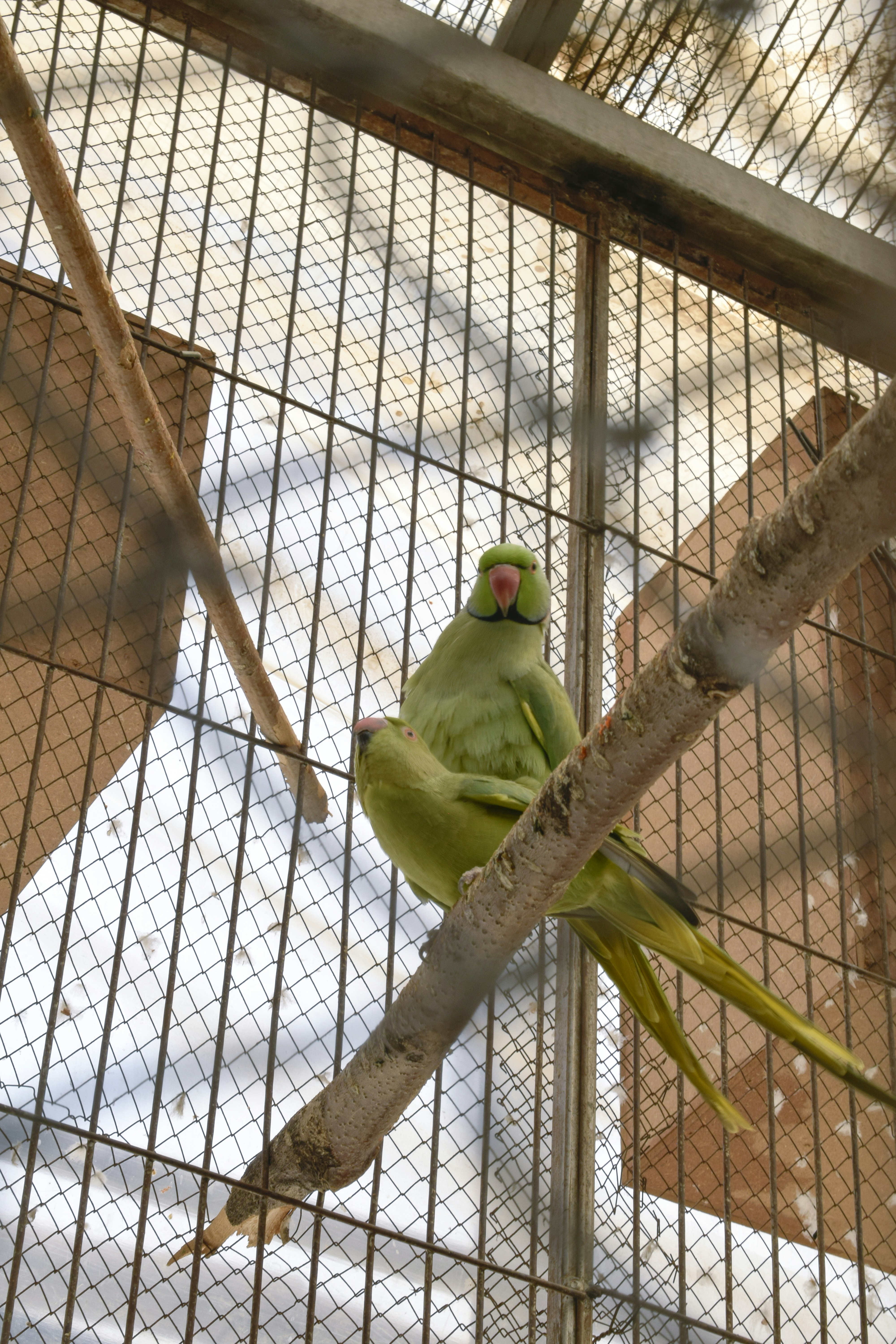 Green Parrots in a Sunlit Cage: A Quiet Clustering Moment