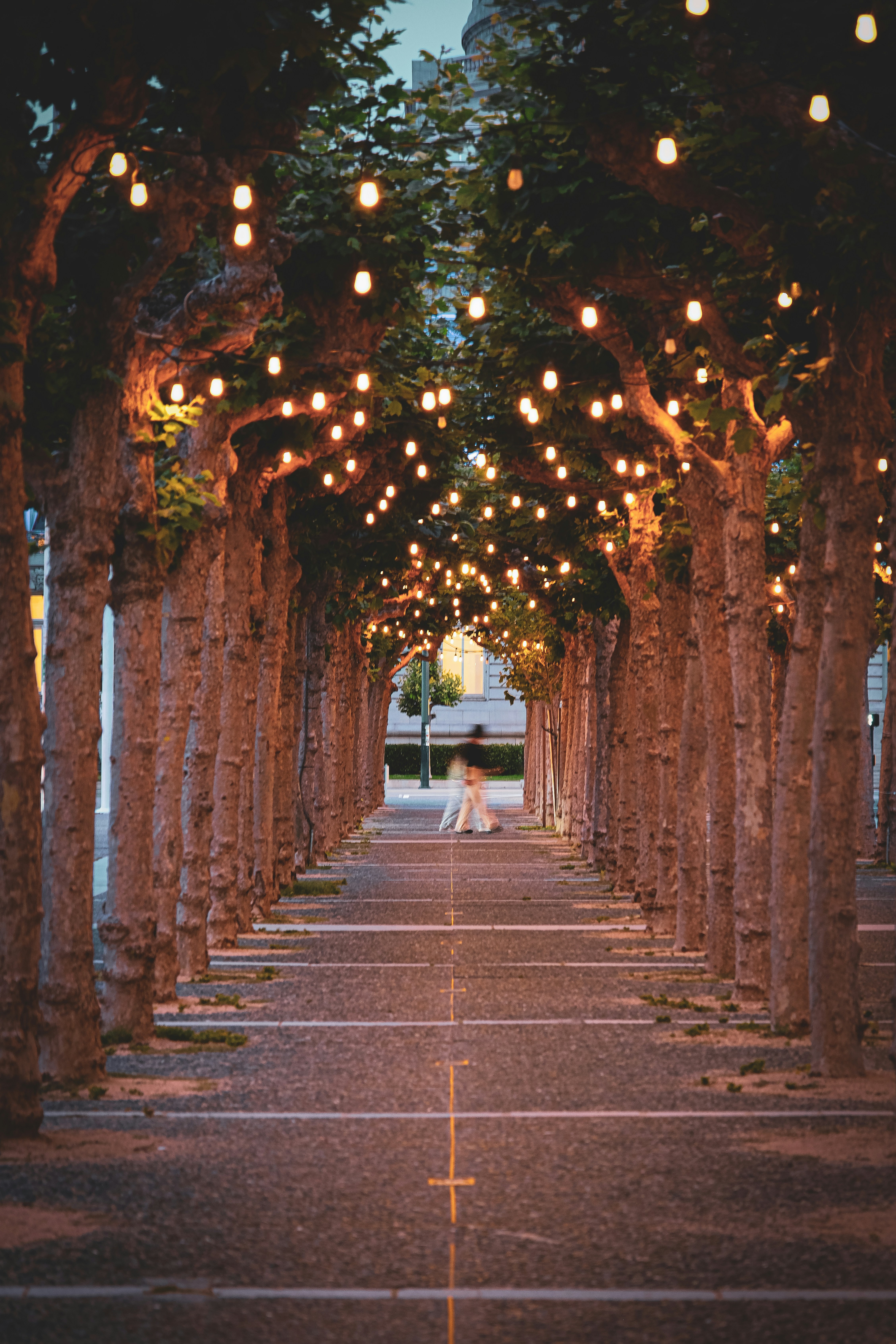 A tree-lined avenue illuminated by countless string lights at dusk.