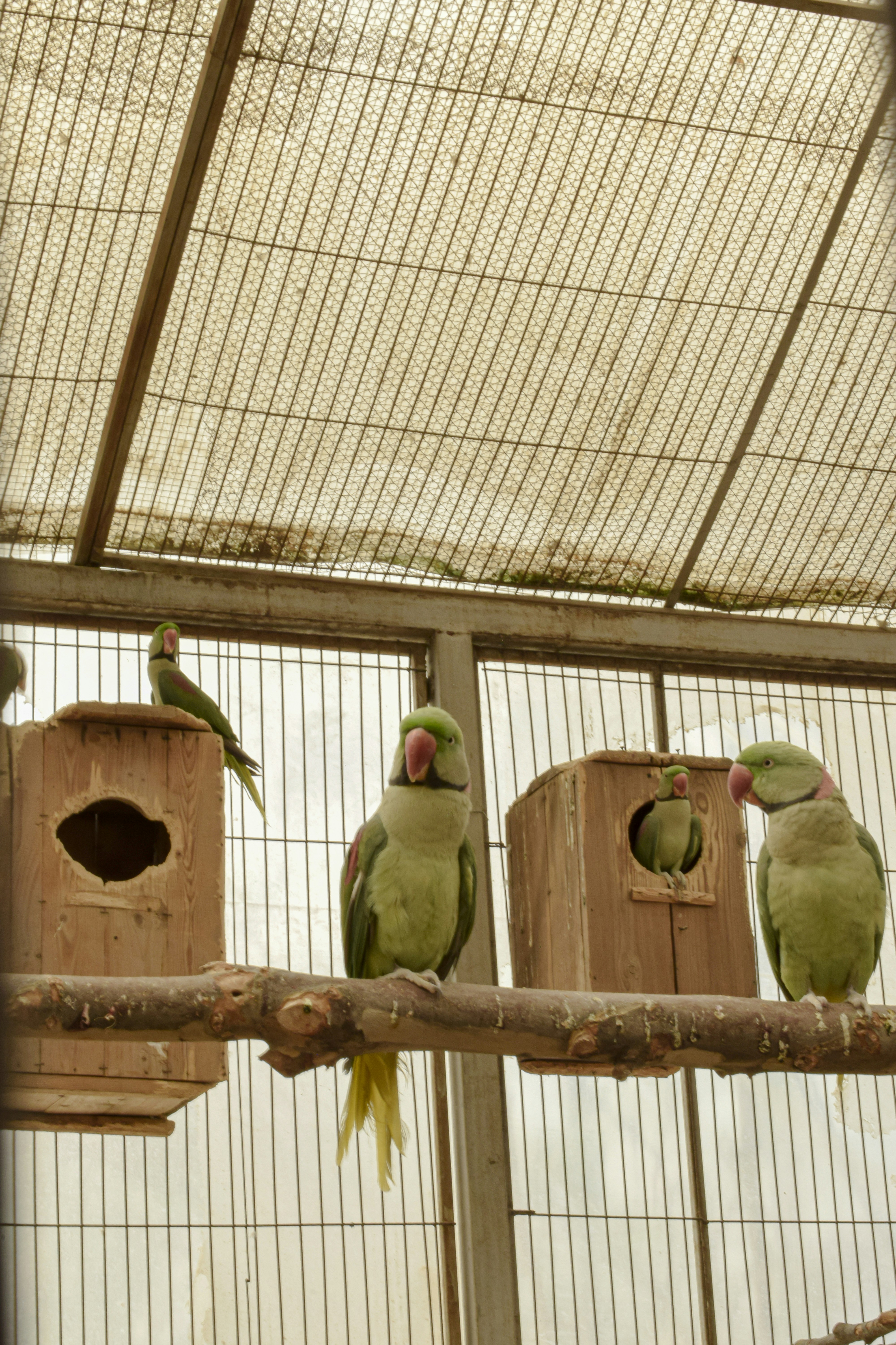 Green Flock: A Close-Up of Perched Parrots in a Wooden Aviary