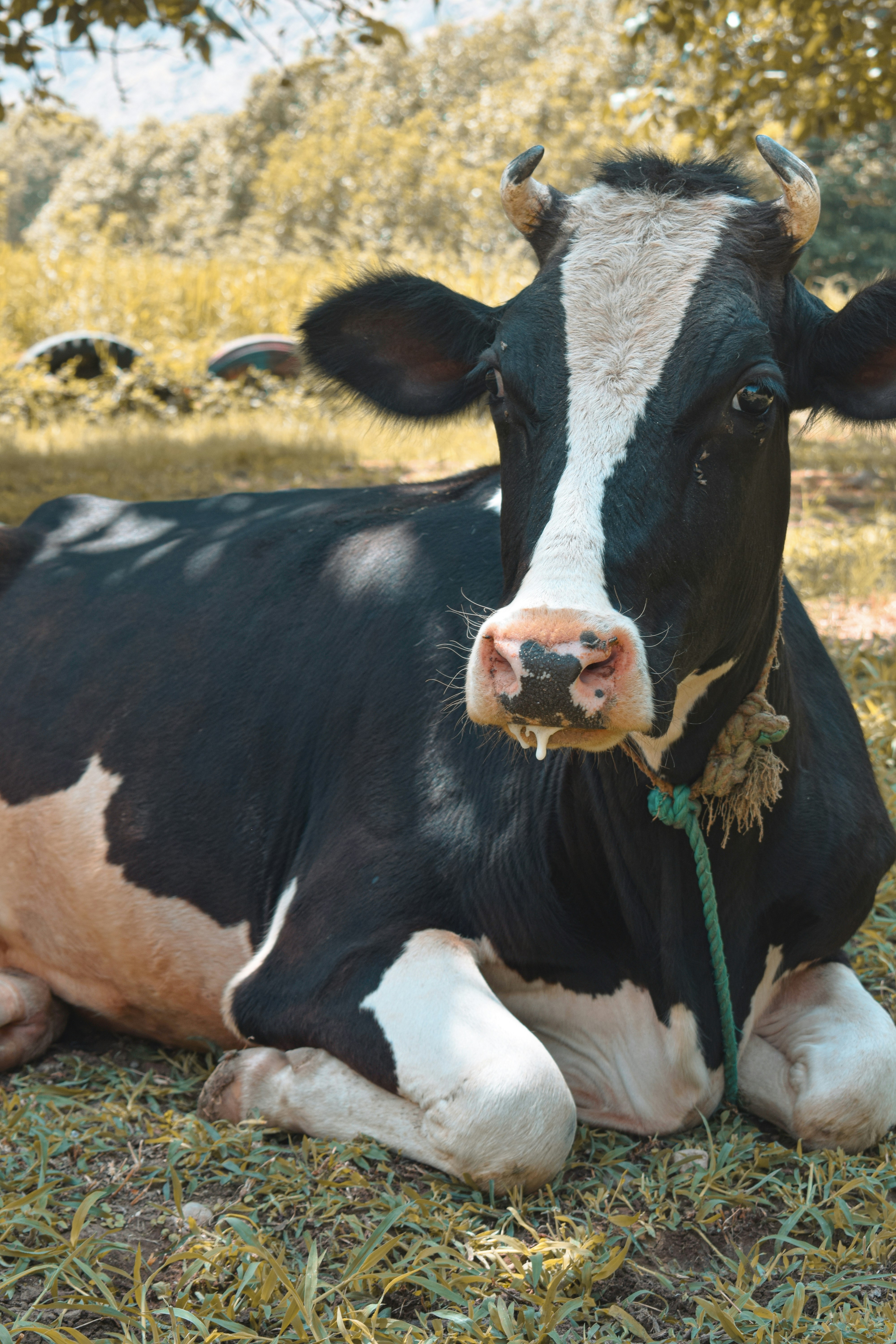Charm on the Ground: A Dozing Holstein in a Sunlit Field