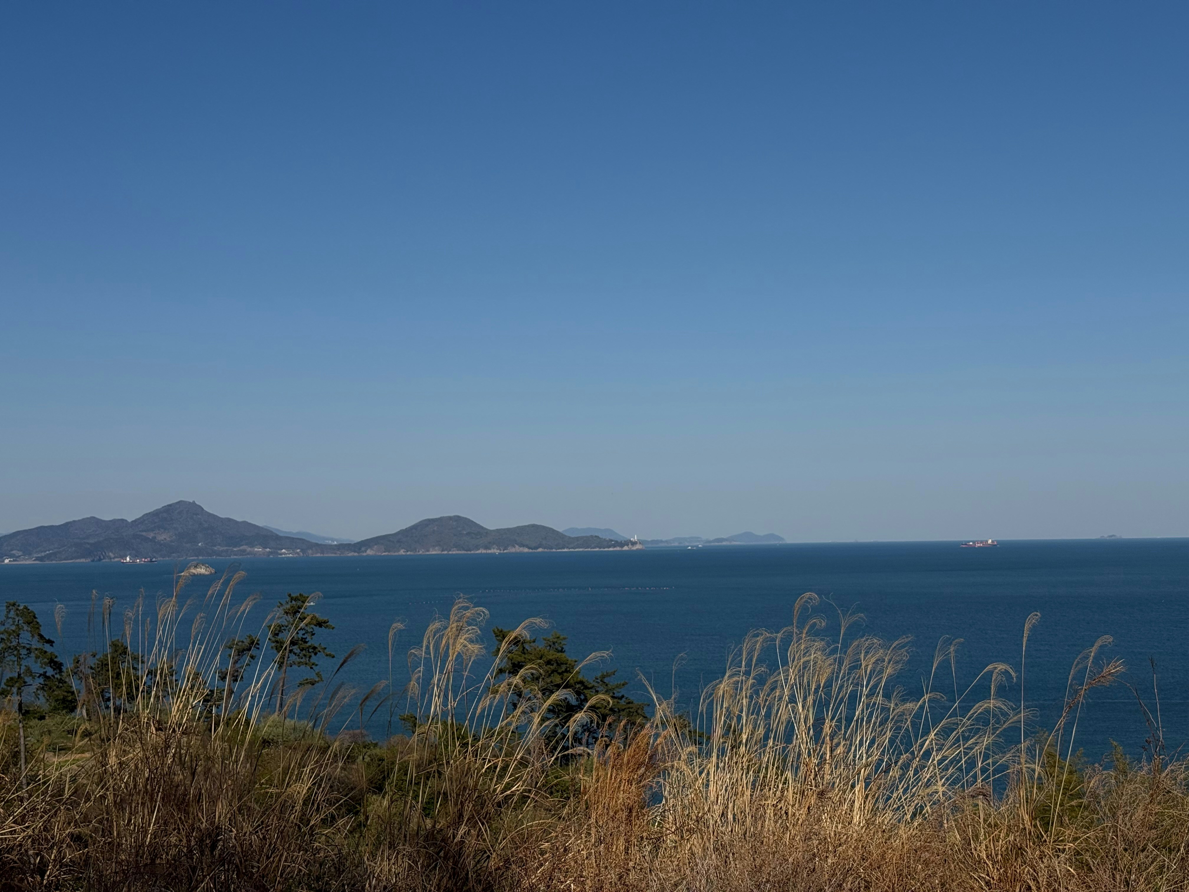 Coastal Ridge and Sea: Golden Meadows by the Bay