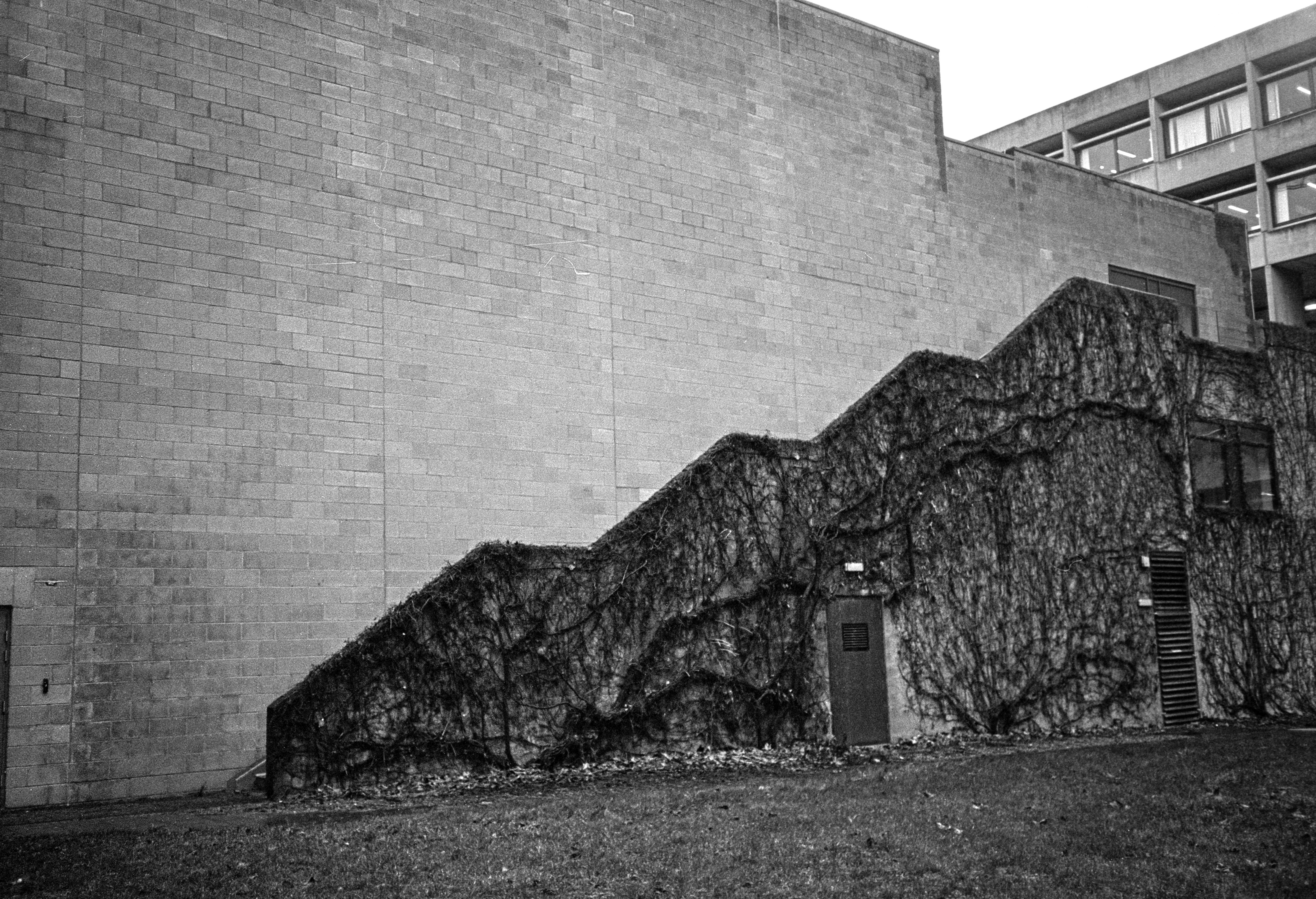 Tangled Exterior: A Concrete Stairway swallowed by Vines