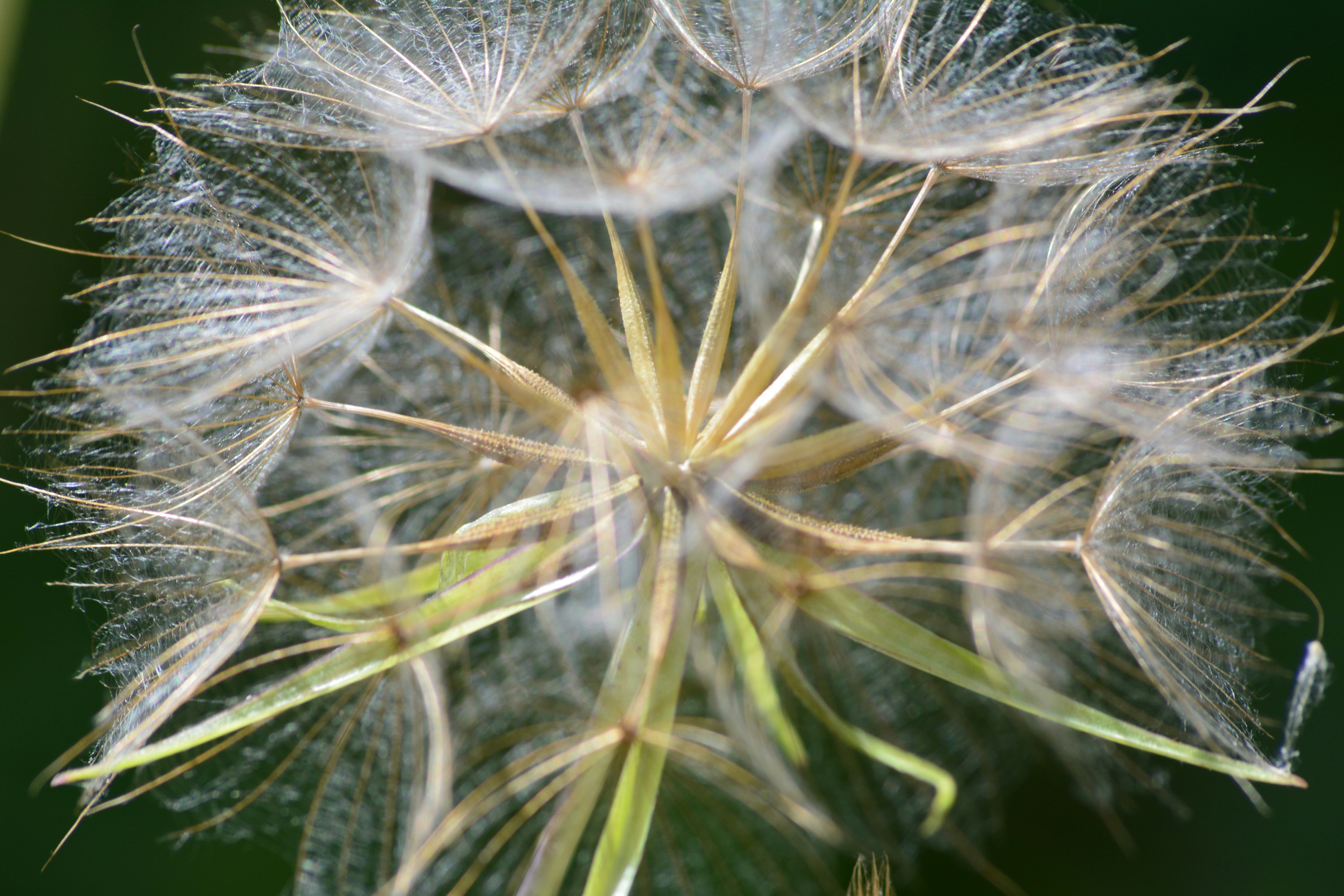 Dandelion Seed Clock: Fragile Whispers of Spring