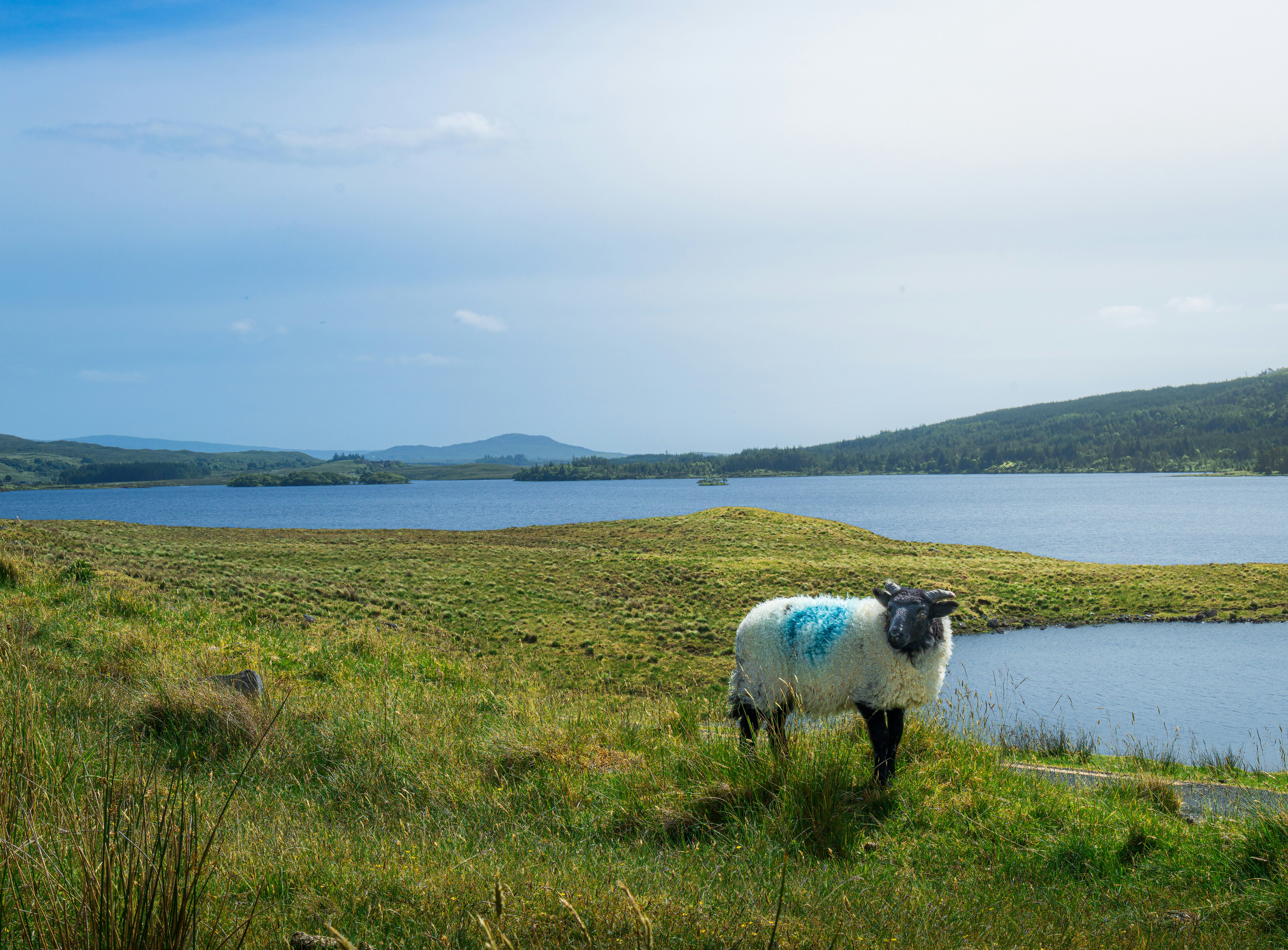 Sheep on a grassy hill overlooking a lake.