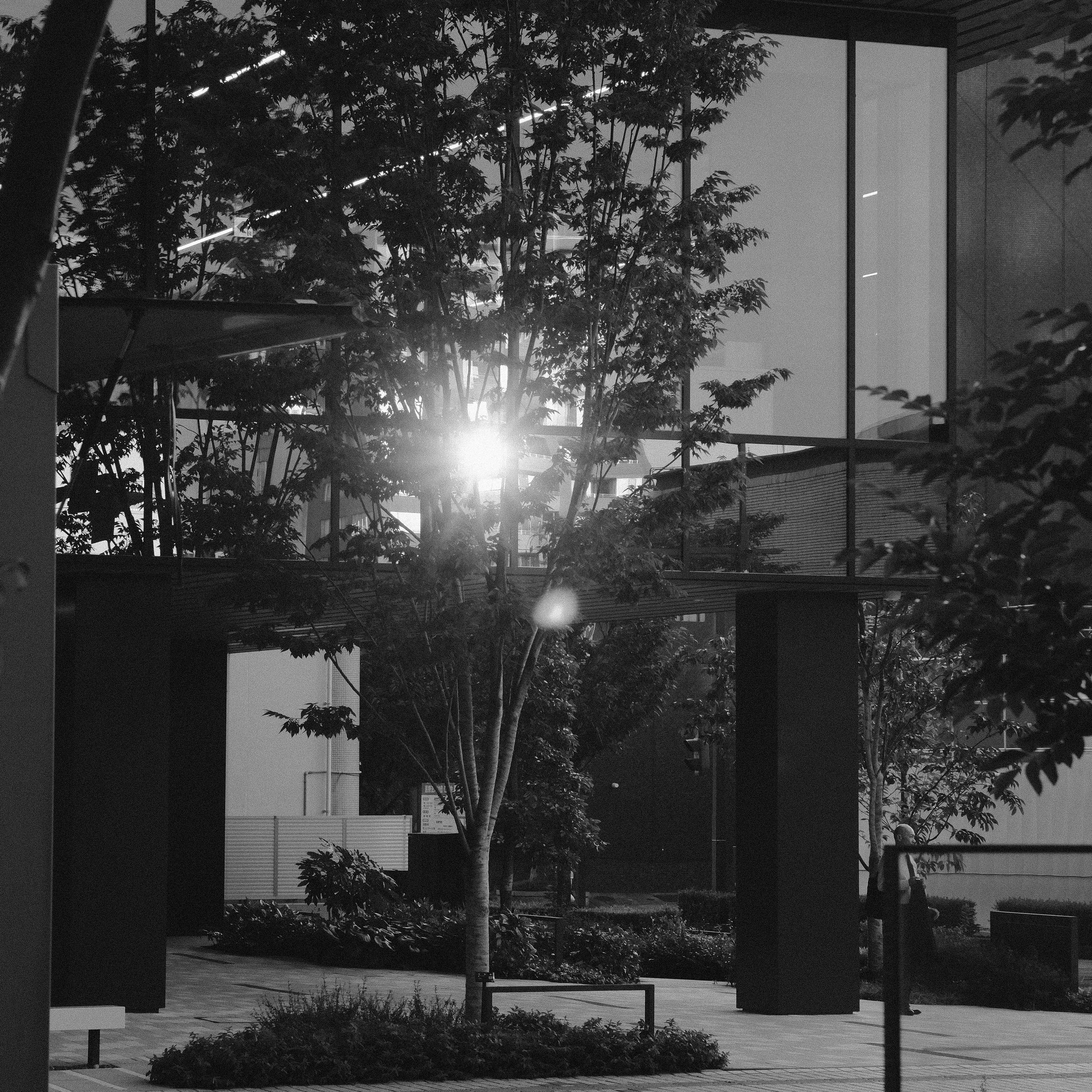 Sunburst Through Modern Glass: Quiet Urban Garden Shaped by Shadows