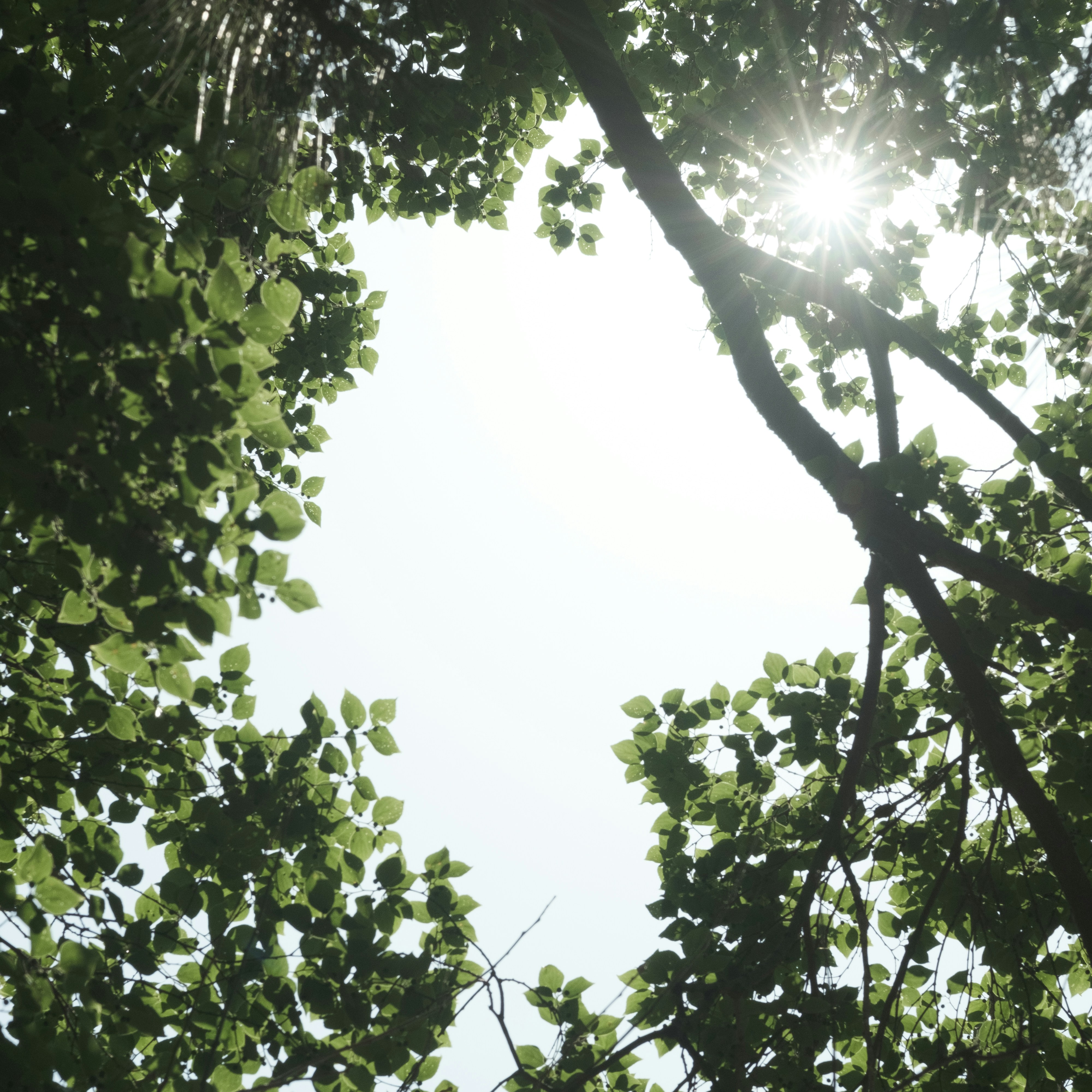 Sunburst Through Green Canopy