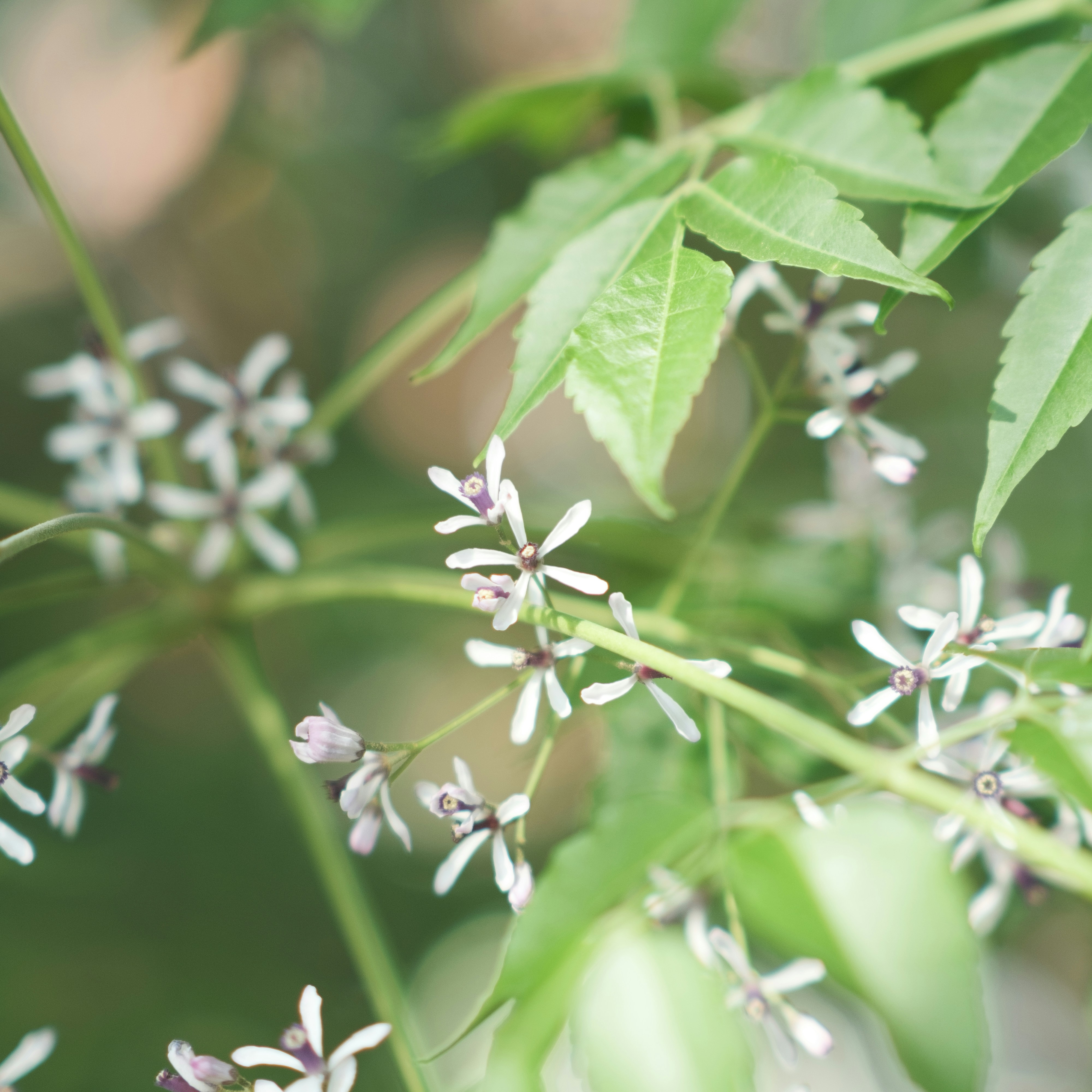 Petals in Focus: A Quiet Moment Among Green Whispers